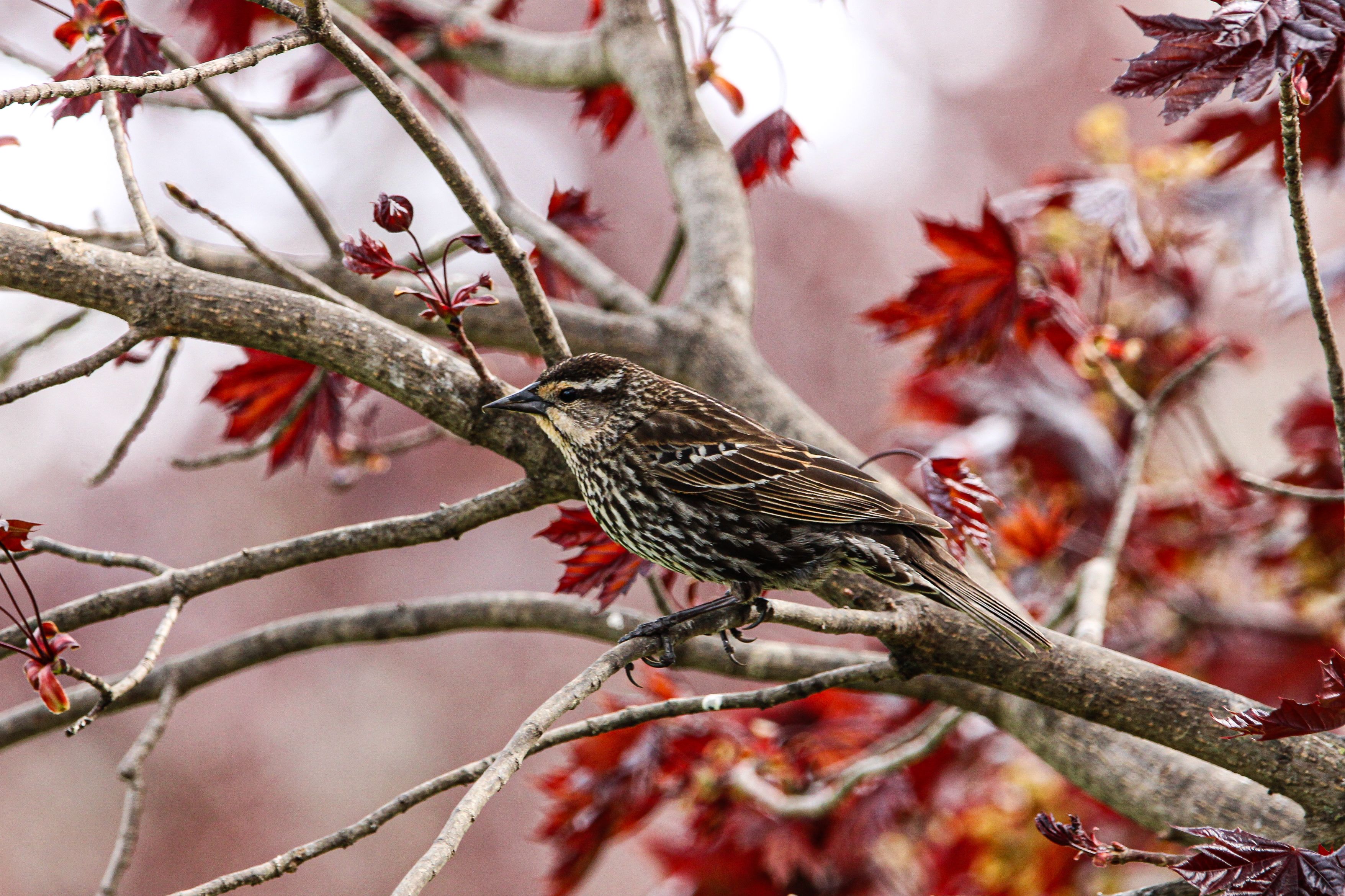 Nature Tree Photos, Download The BEST Free Nature Tree Stock Photos ...