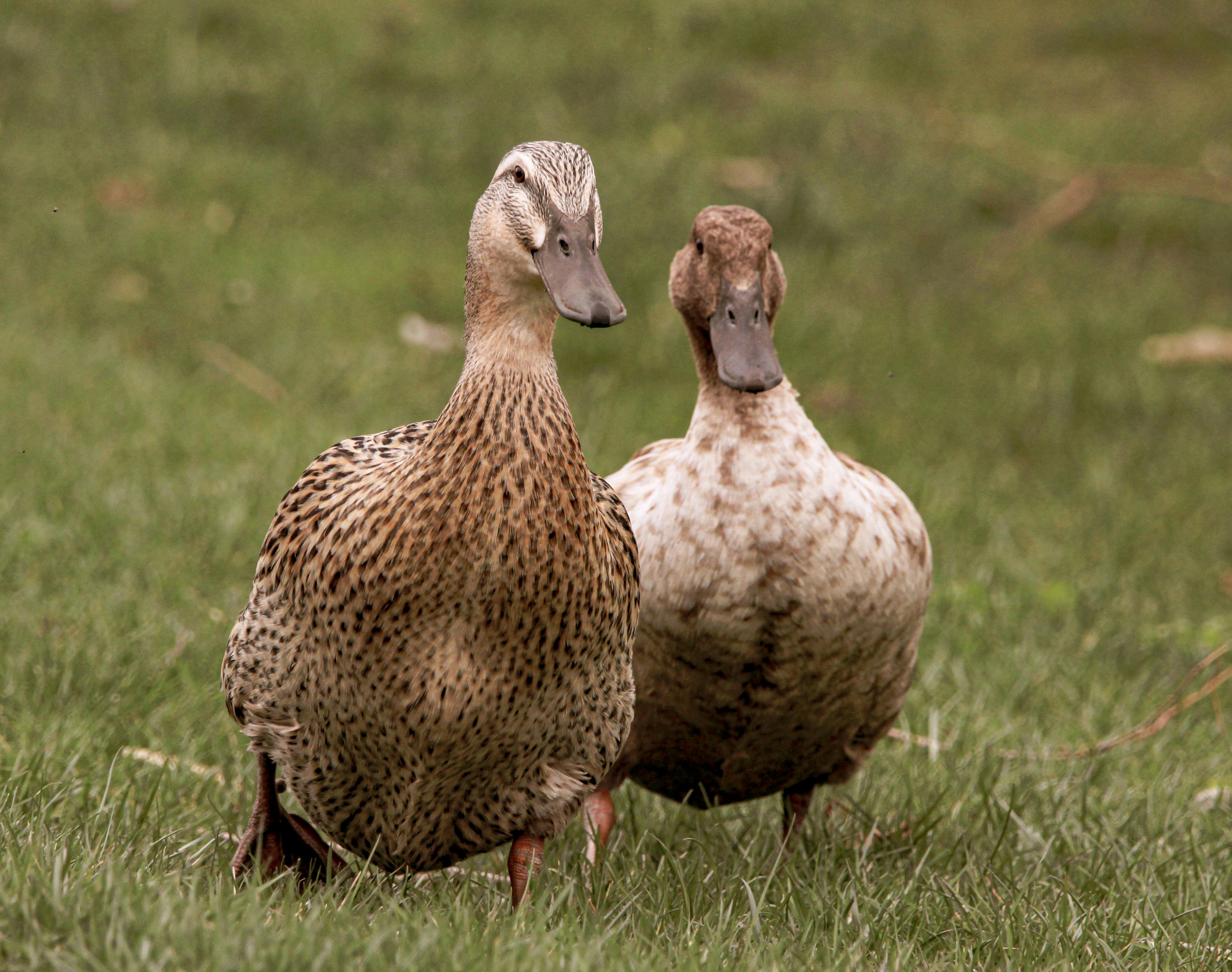 Free+Cake Photos, Download The BEST Free Free+Cake Stock Photos & HD Images