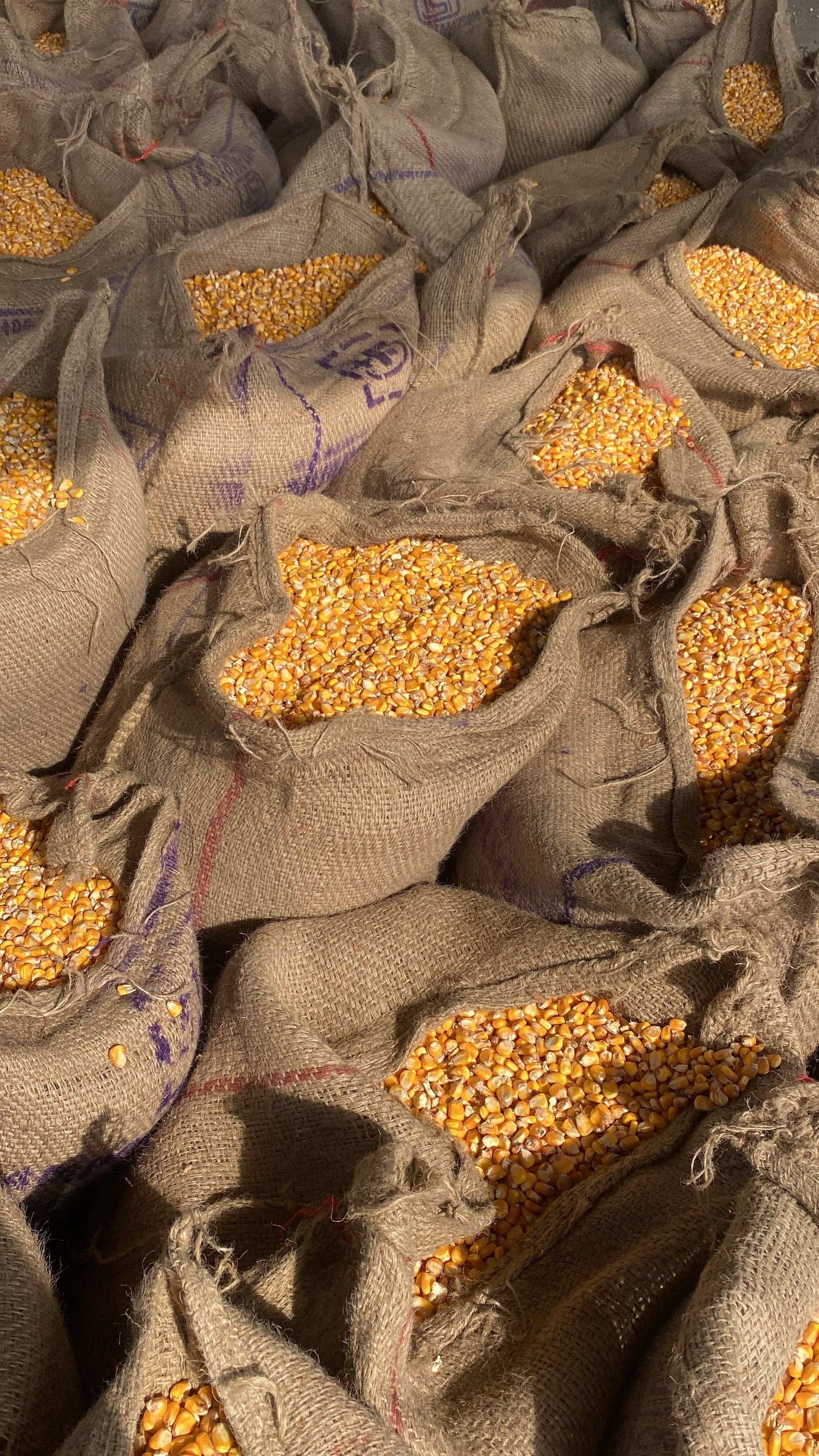 Harvested Maize in Burlap Sacks · Free Stock Photo