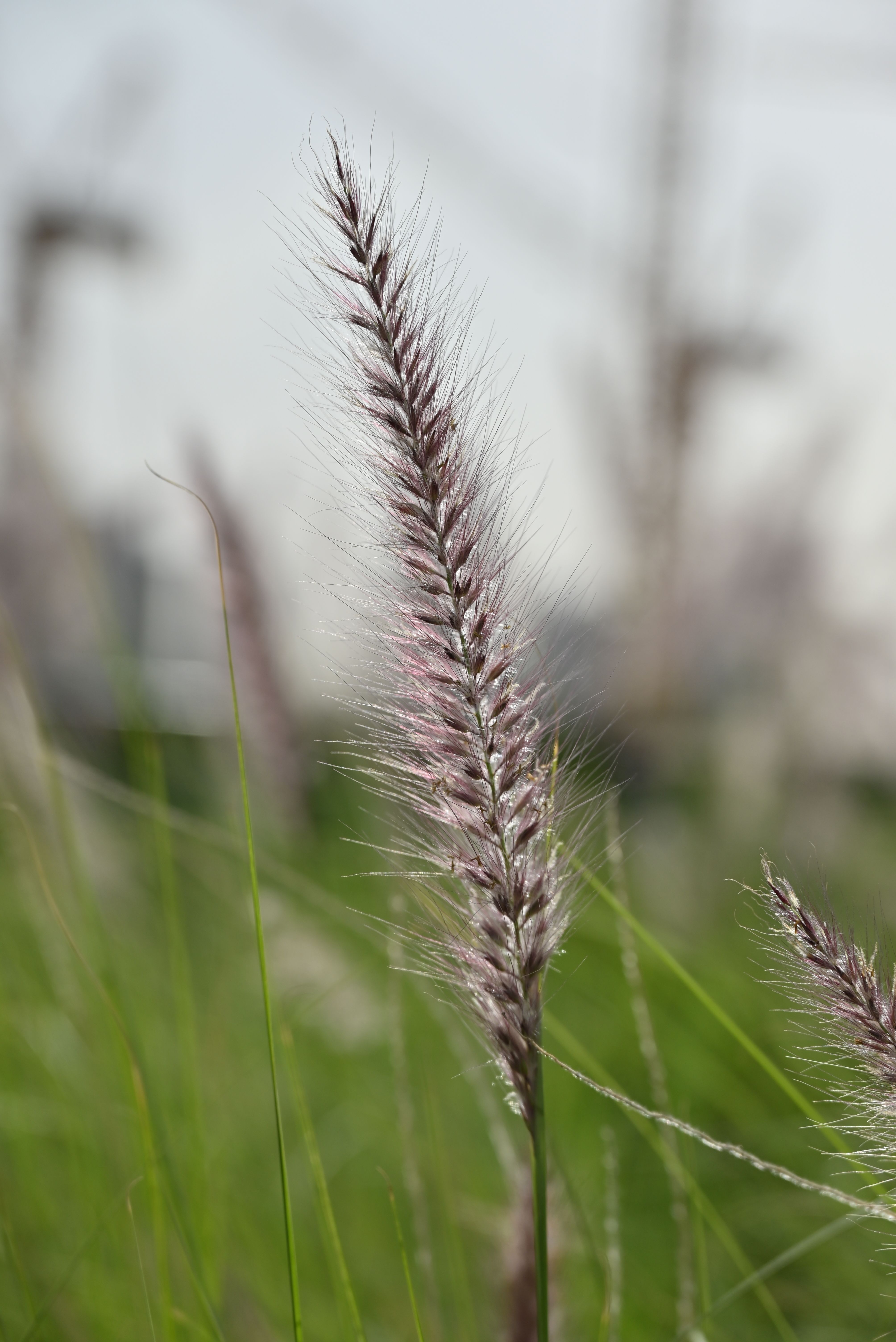 Close-Up of Pennisetum Grass in Natural Habitat · Free Stock Photo