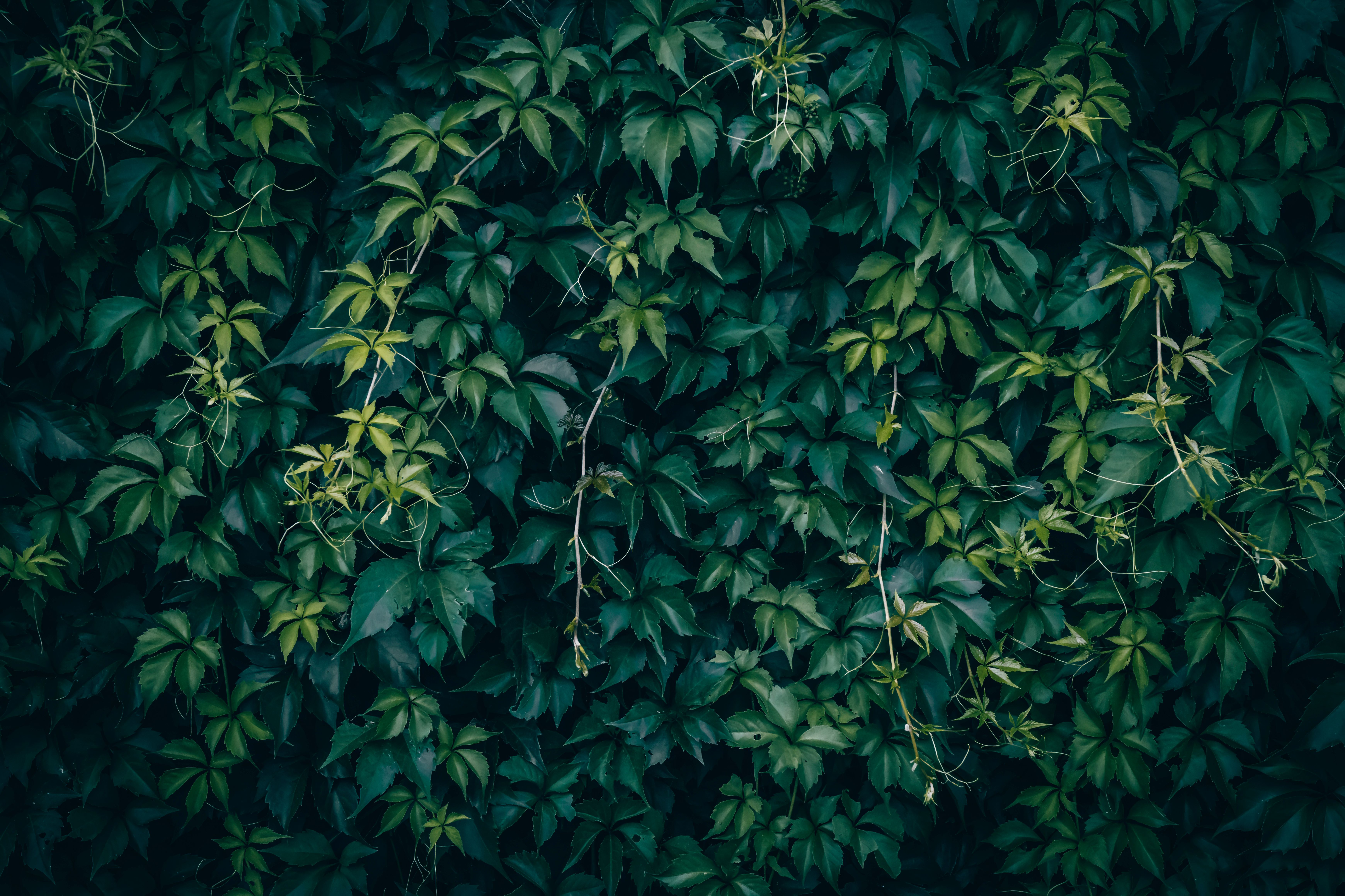 Desktop Wallpaper Creeper Photos, Download The BEST Free Desktop ...