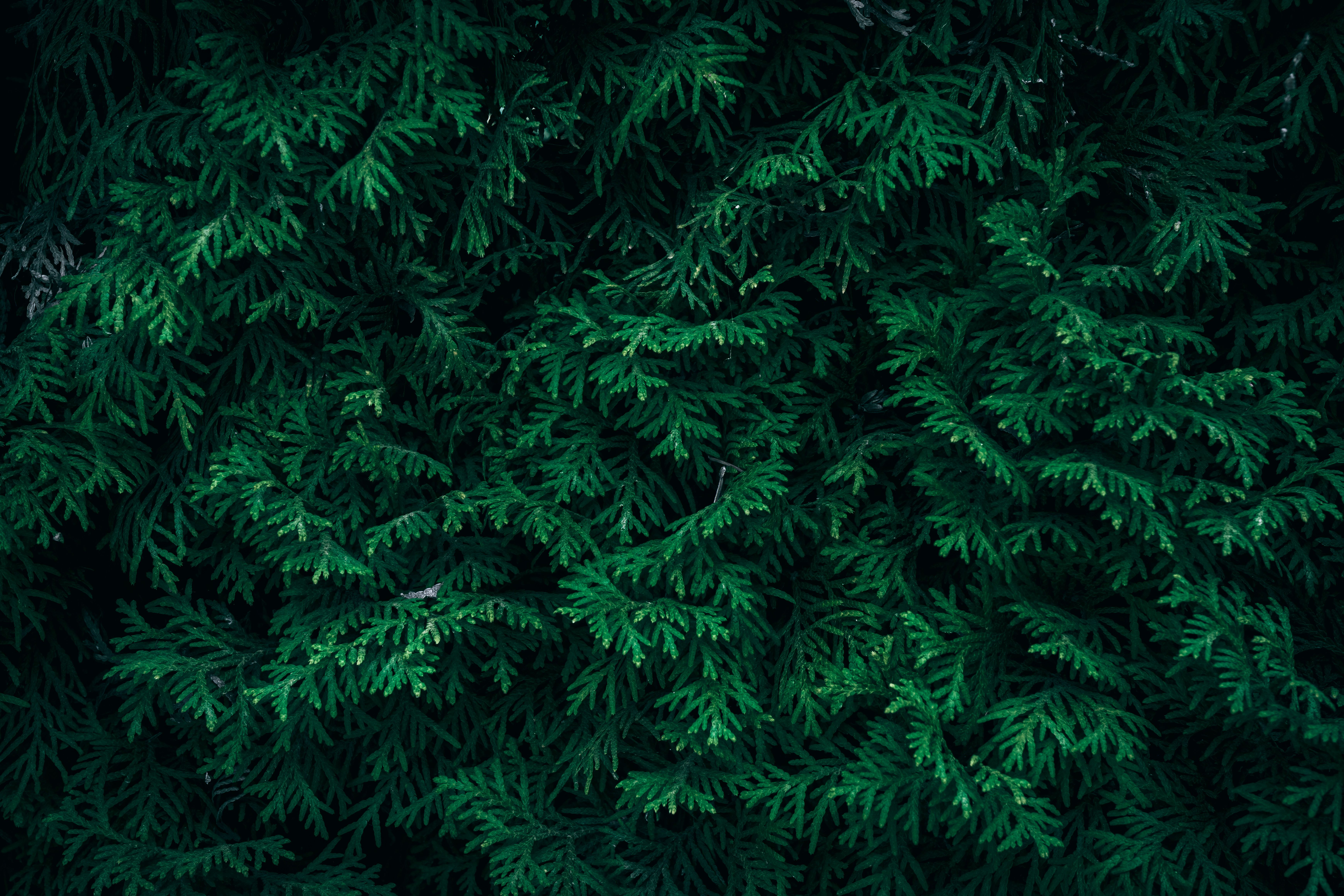 Lush Dark Green Evergreen Conifer Leaves Close-Up · Free Stock Photo