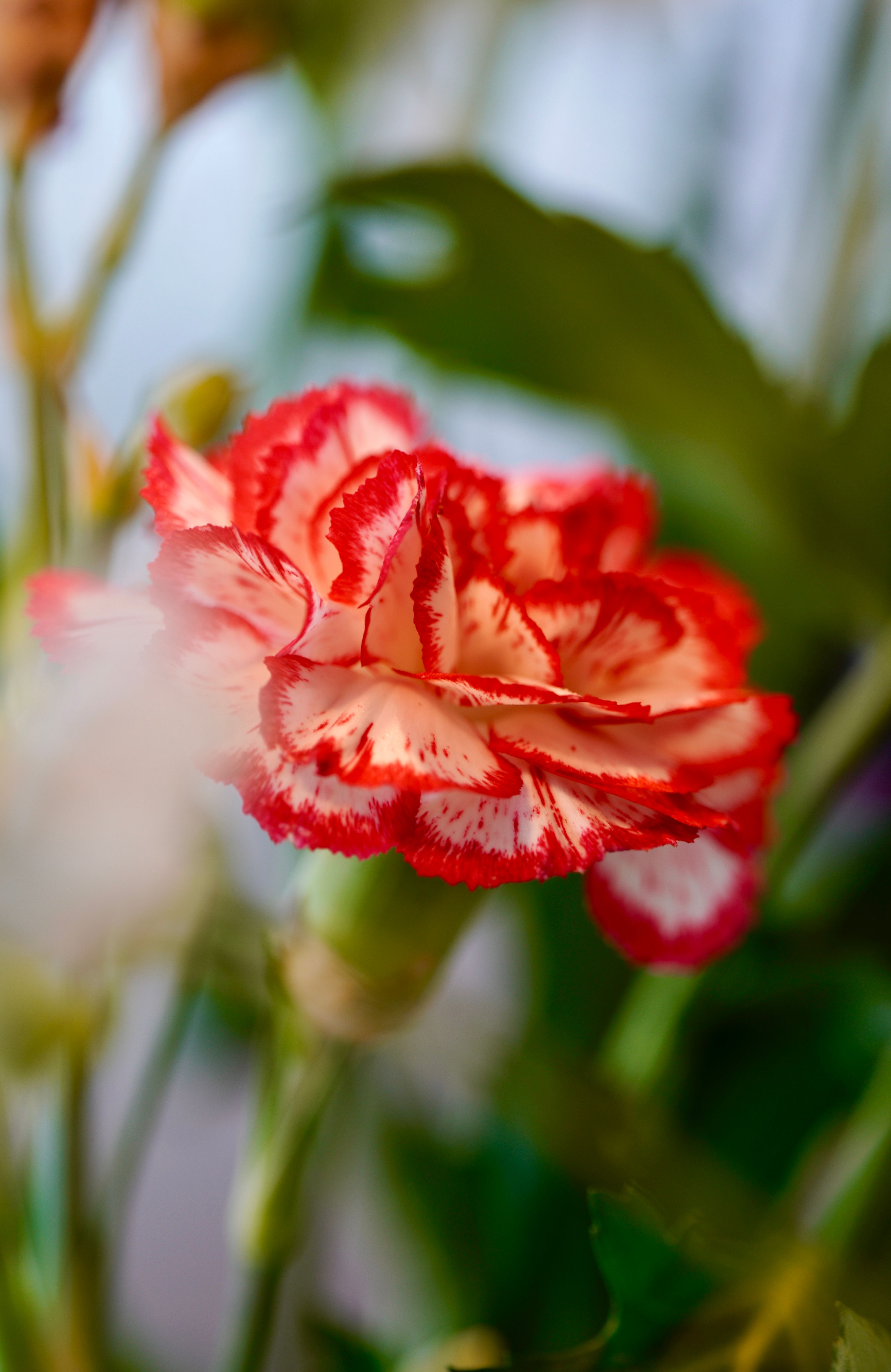 Close-up of Vibrant Red and Pink Carnation Flower · Free Stock Photo