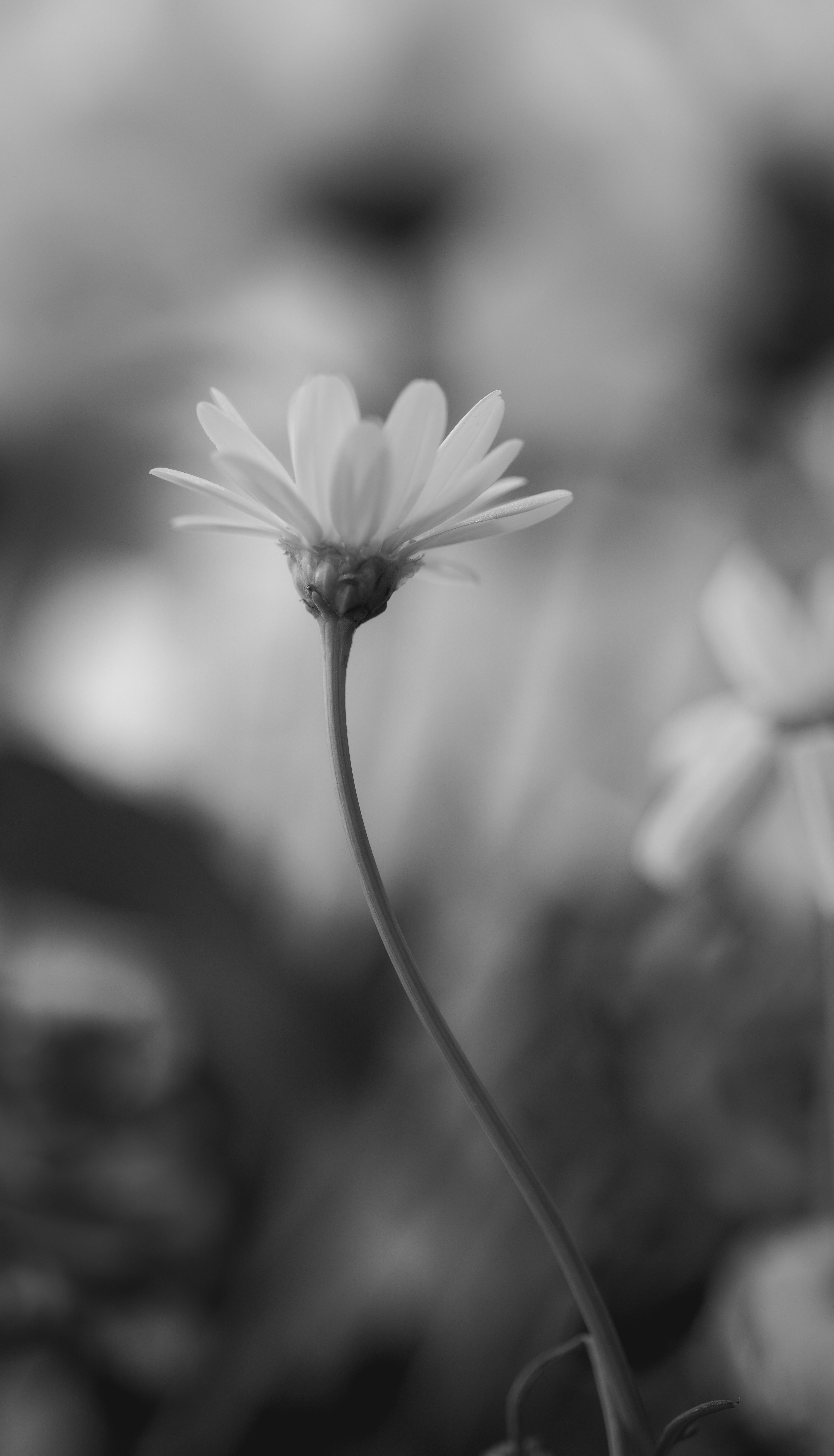 Grayscale Photo of Flower · Free Stock Photo