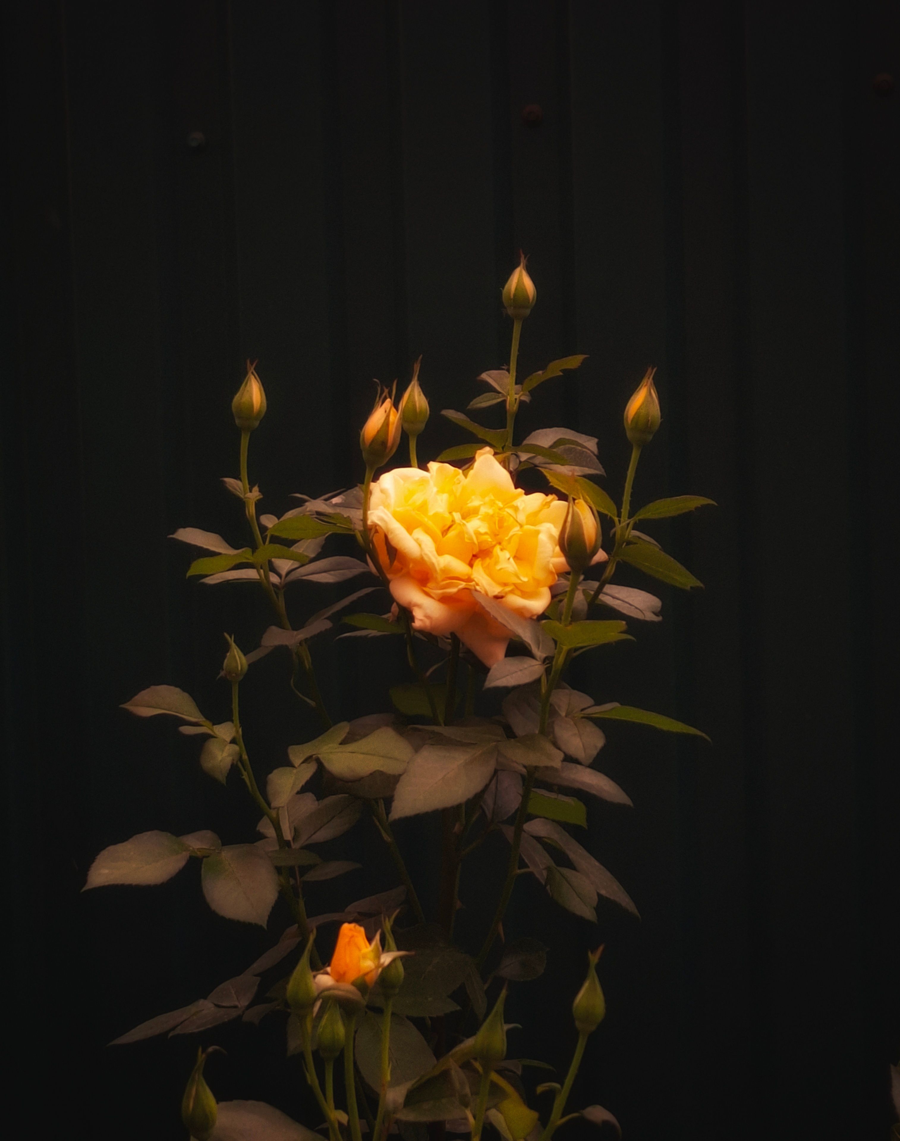 Yellow rose with buds on a dark background · Free Stock Photo