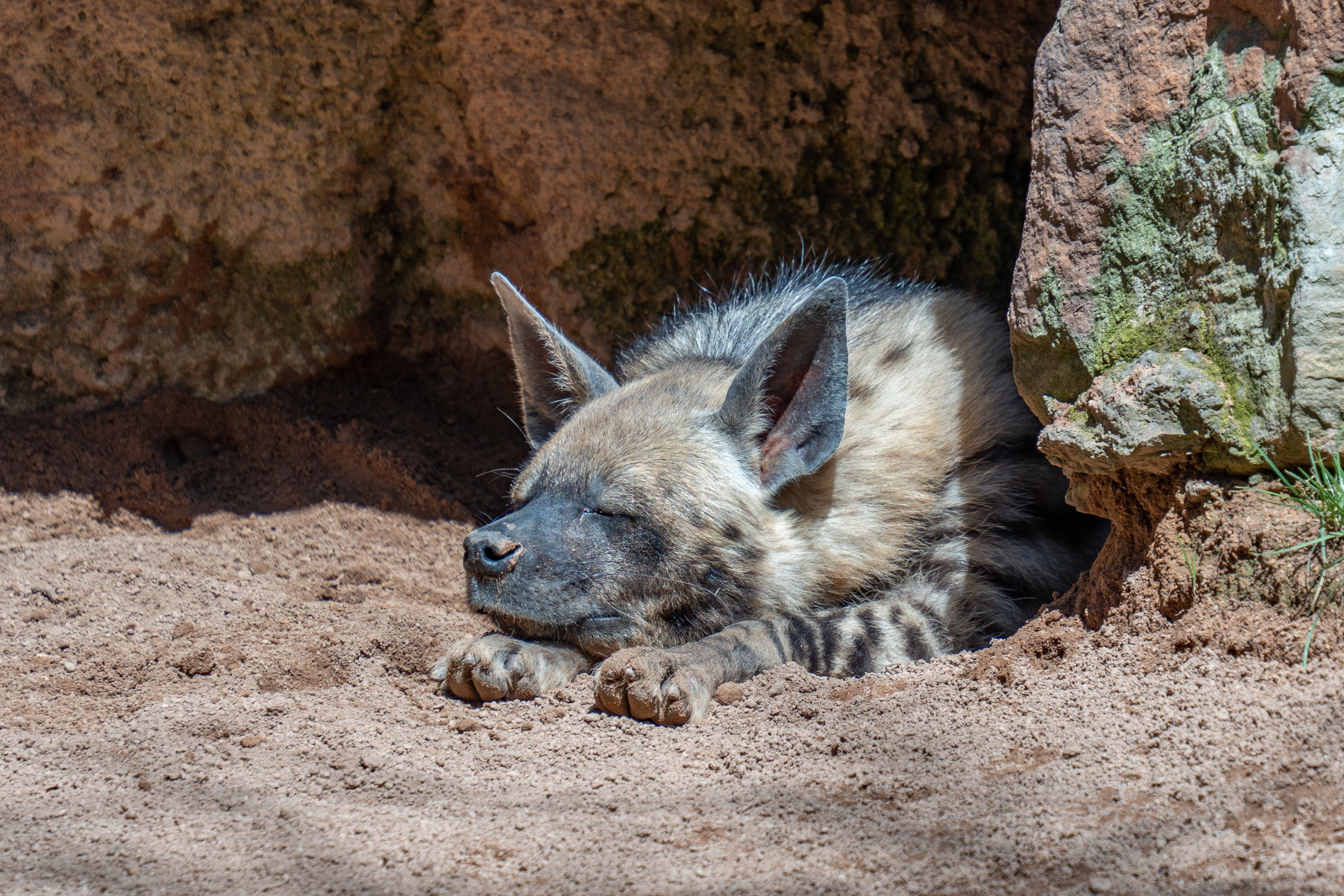 Striped Hyena Resting in Natural Habitat · Free Stock Photo