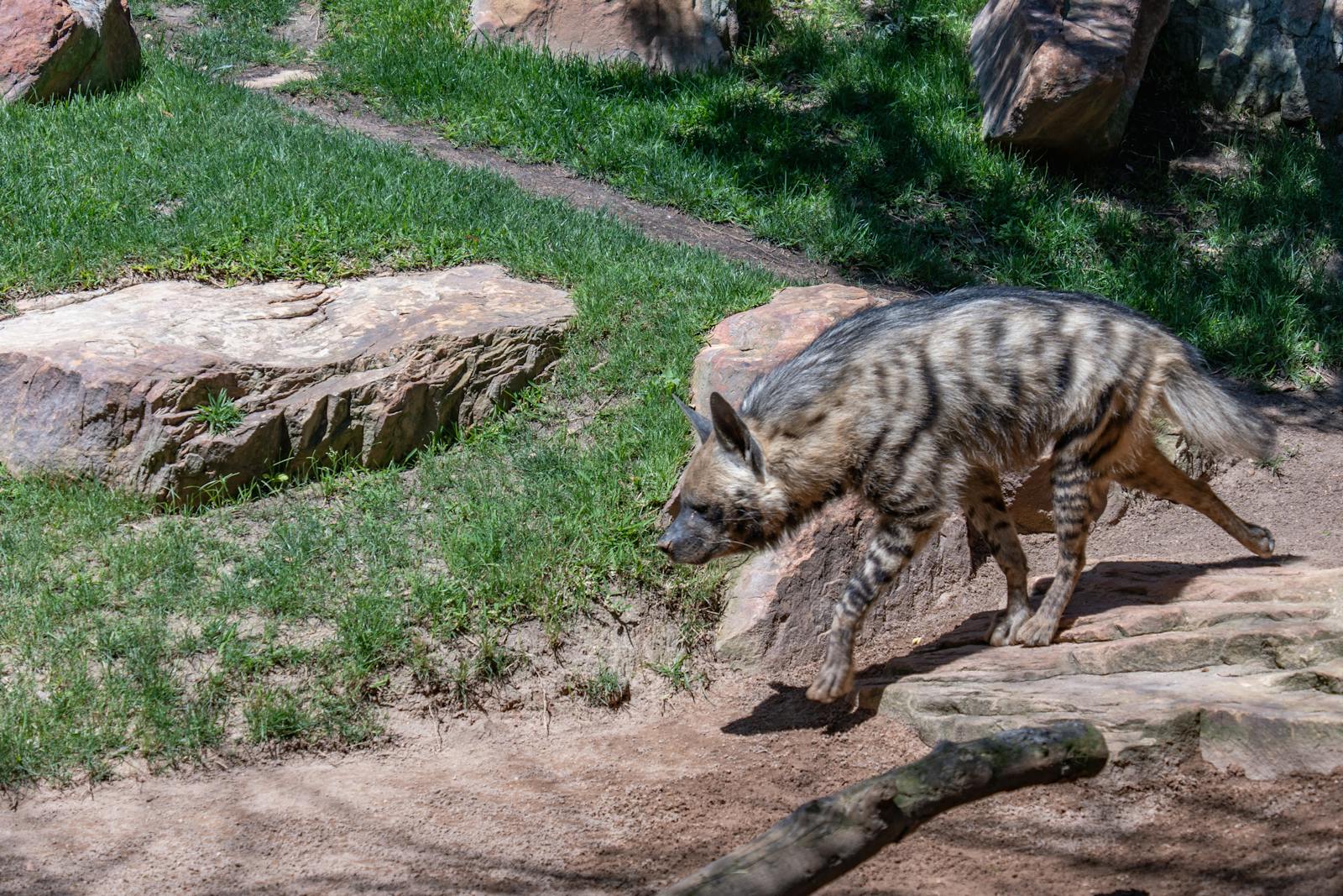 Hyena Photos, Download The BEST Free Hyena Stock Photos & HD Images