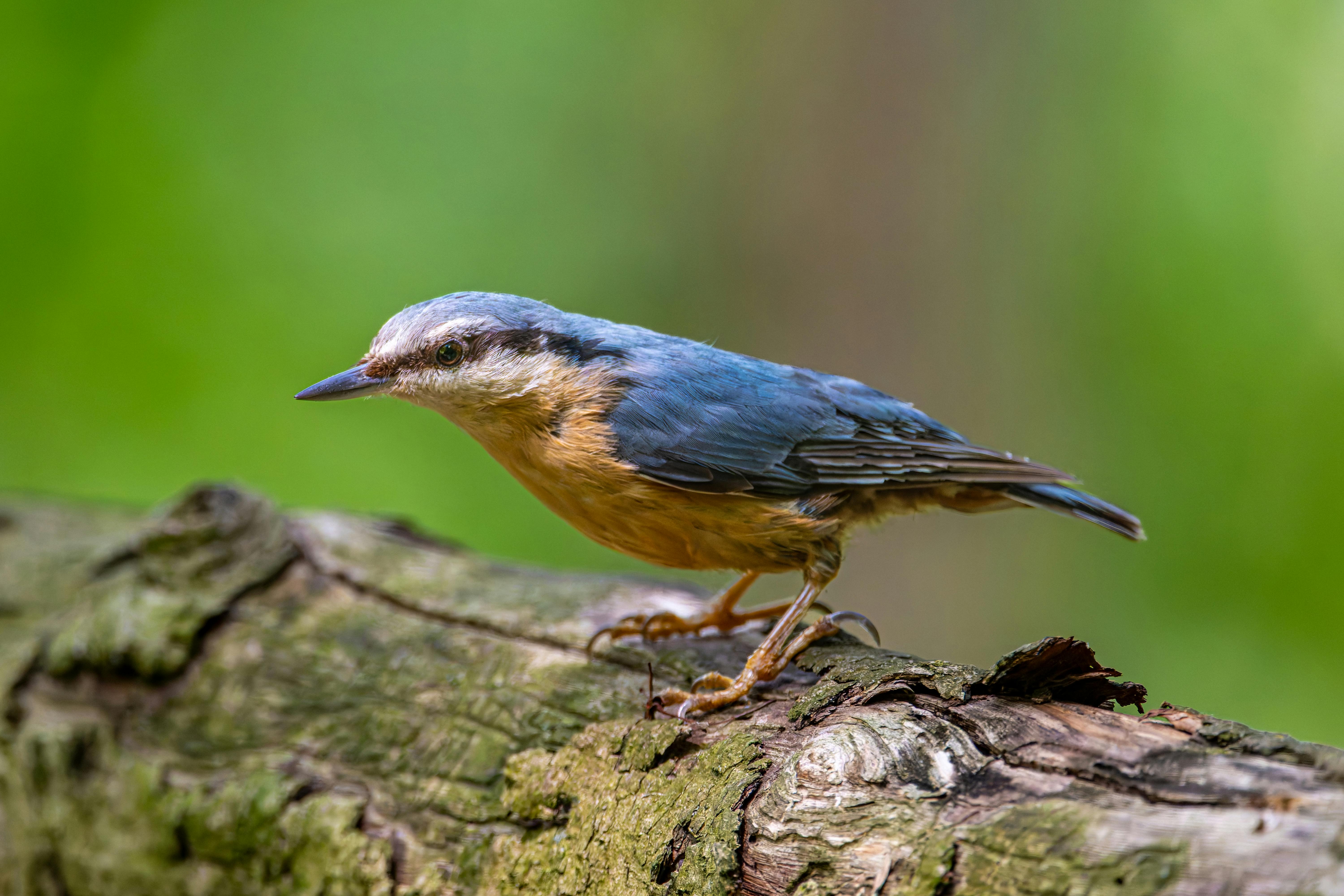 Close-Up of Eurasian Nuthatch on Tree Log · Free Stock Photo