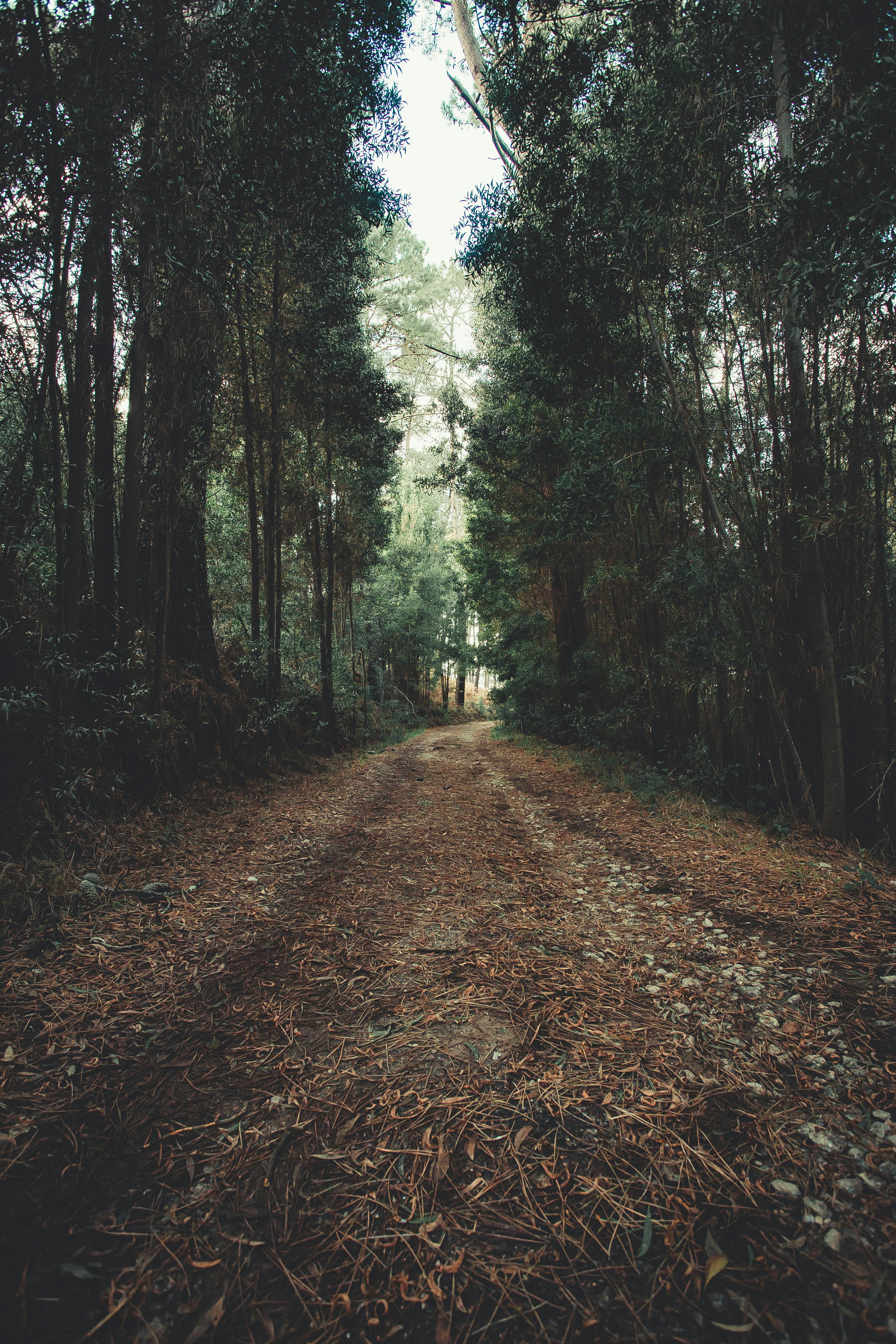 Photography of Road Between Forest · Free Stock Photo