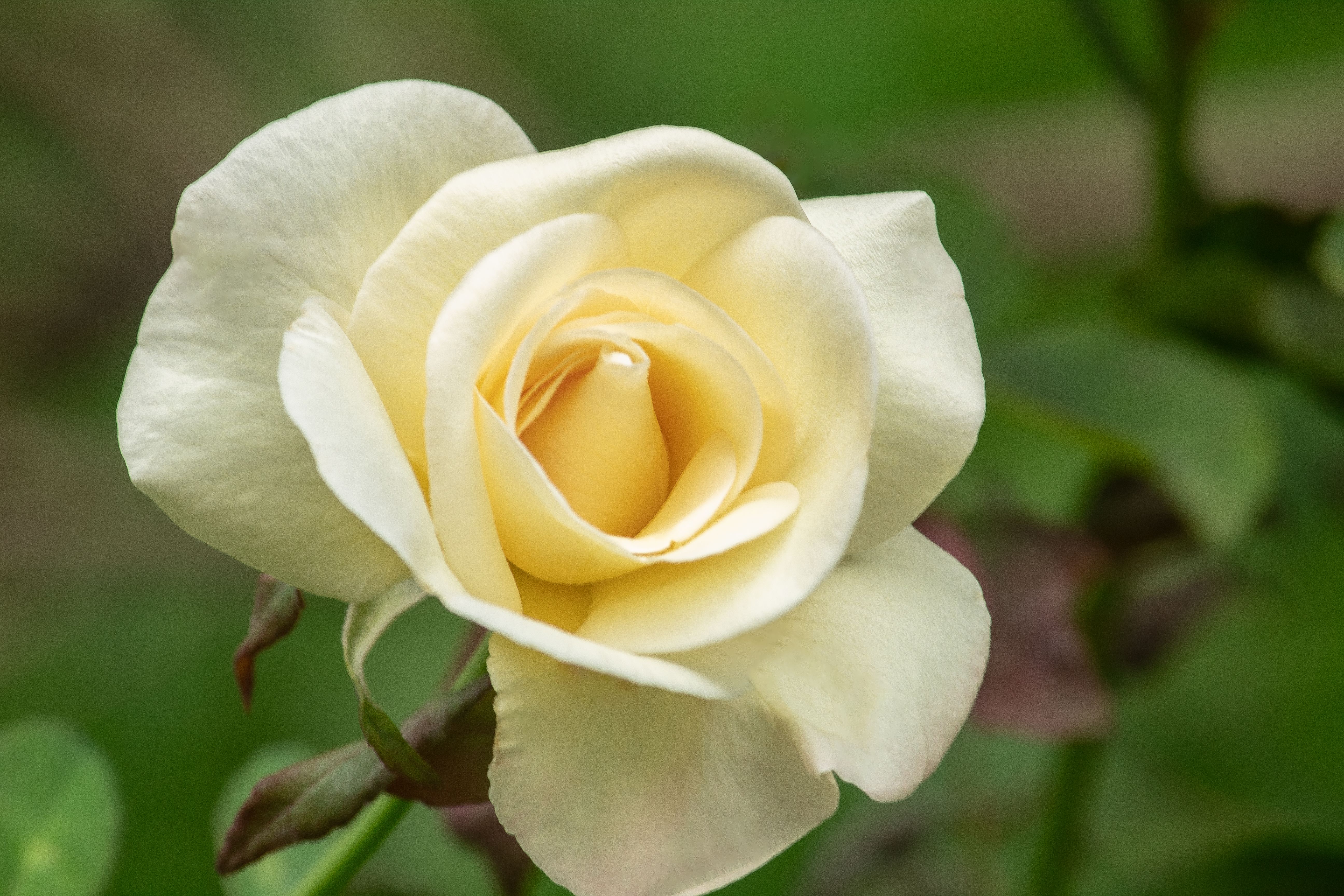 Close-up of a Cream Rose in Brasília Garden · Free Stock Photo