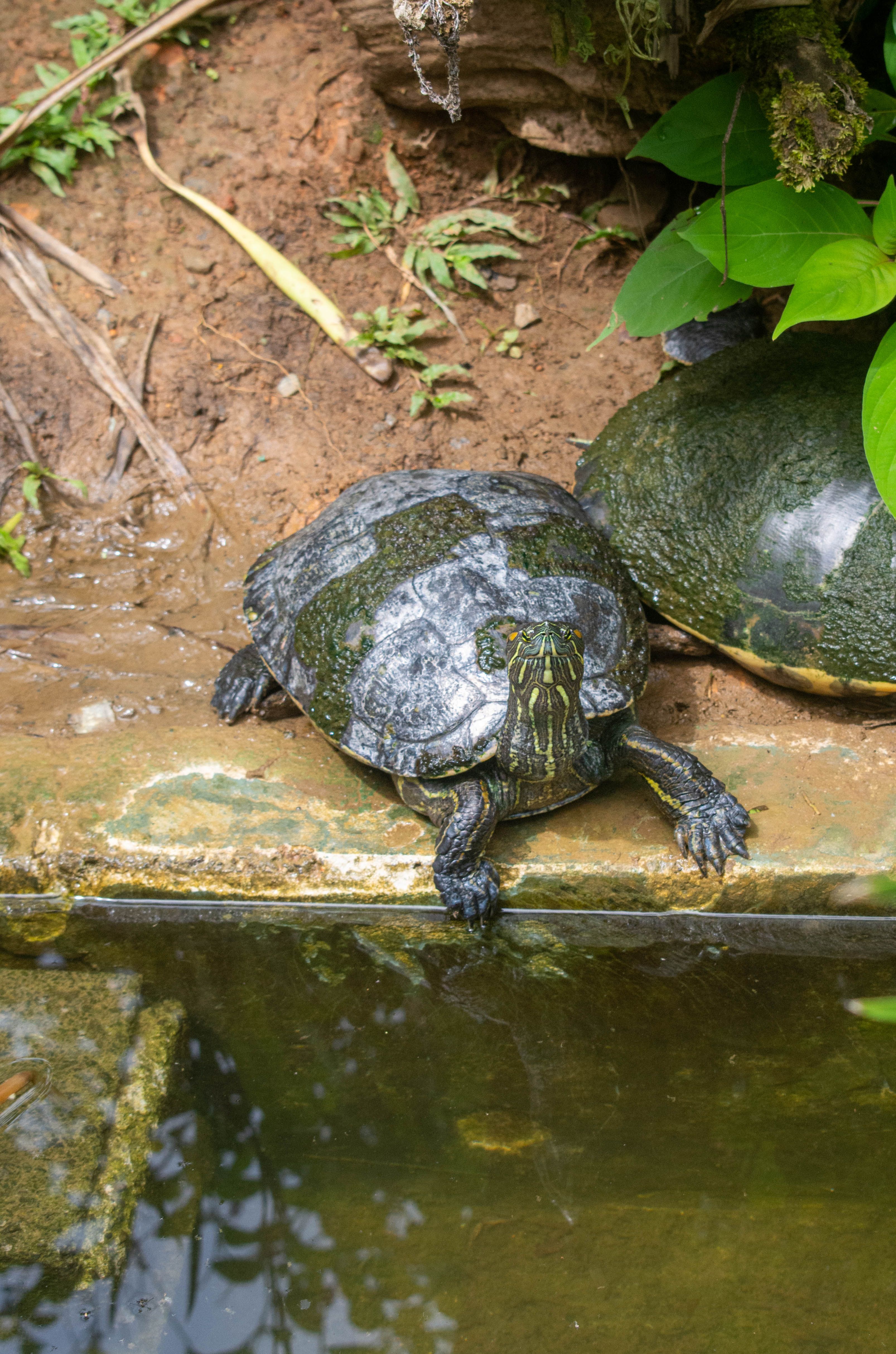Turtle at Pond Edge in Natural Habitat · Free Stock Photo