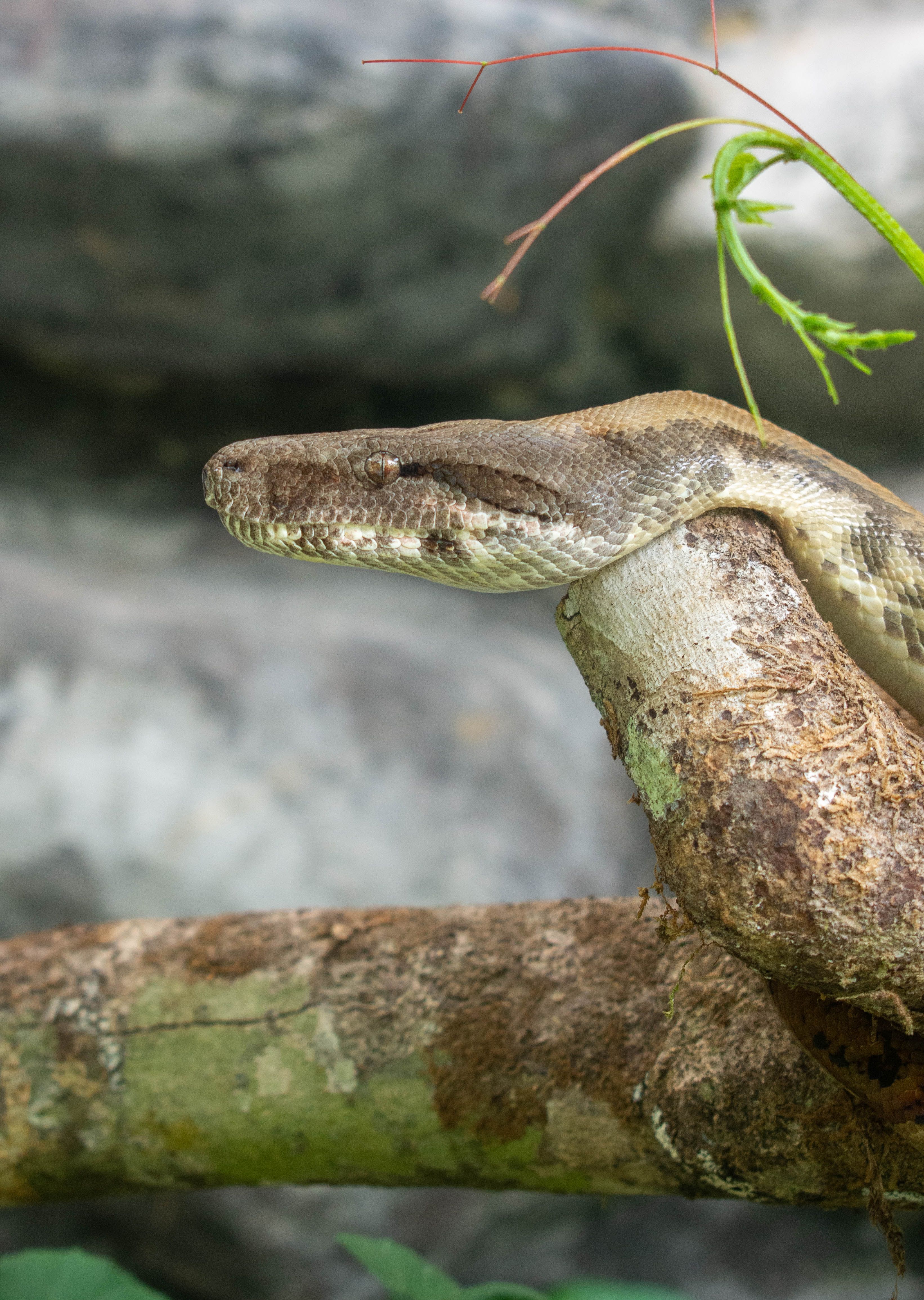 Close-Up of Snake in Amboli Forest · Free Stock Photo