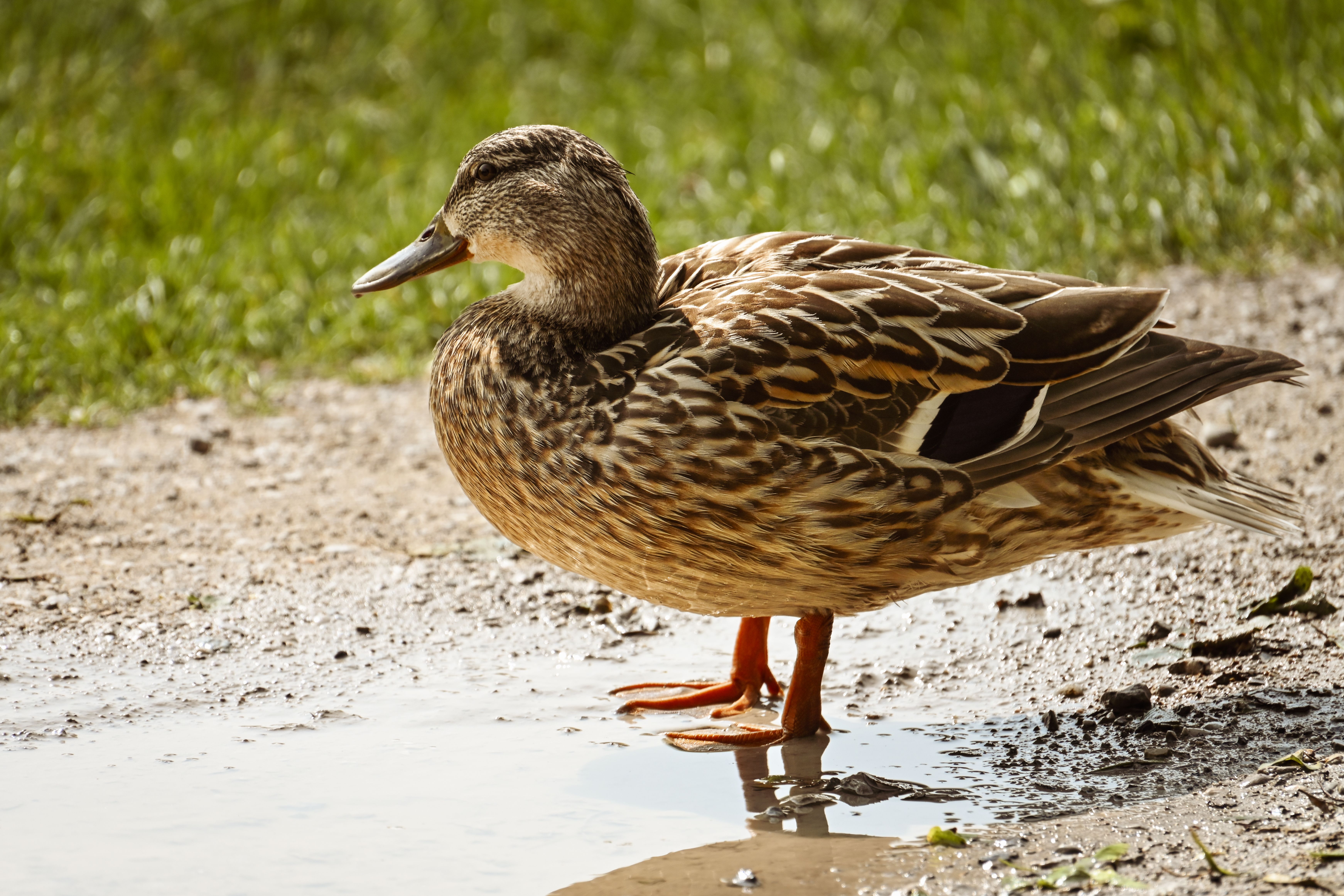 Mallard Duck Standing by Puddle in Park · Free Stock Photo