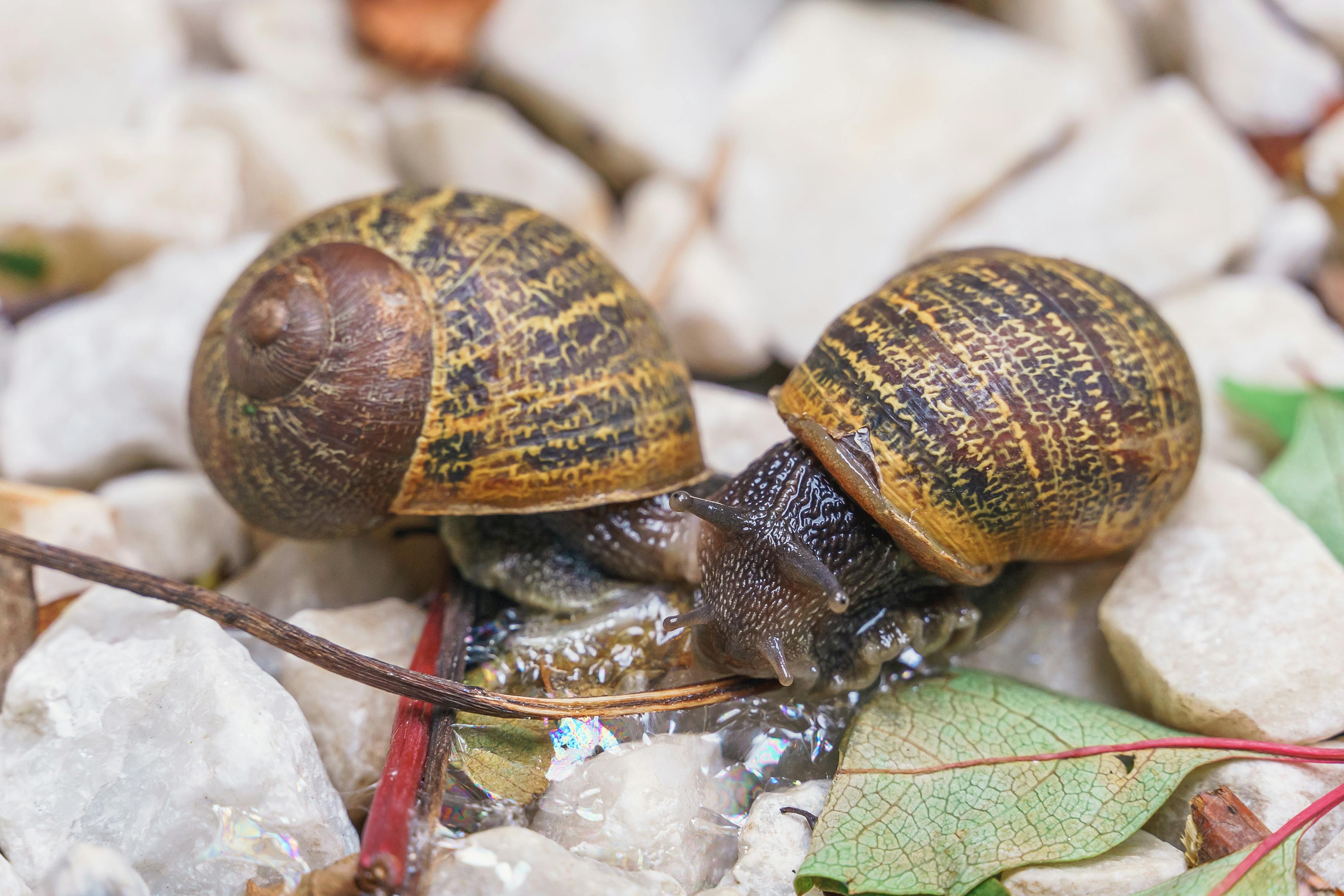 Two Garden Snails on Pebble Surface with Leaves · Free Stock Photo