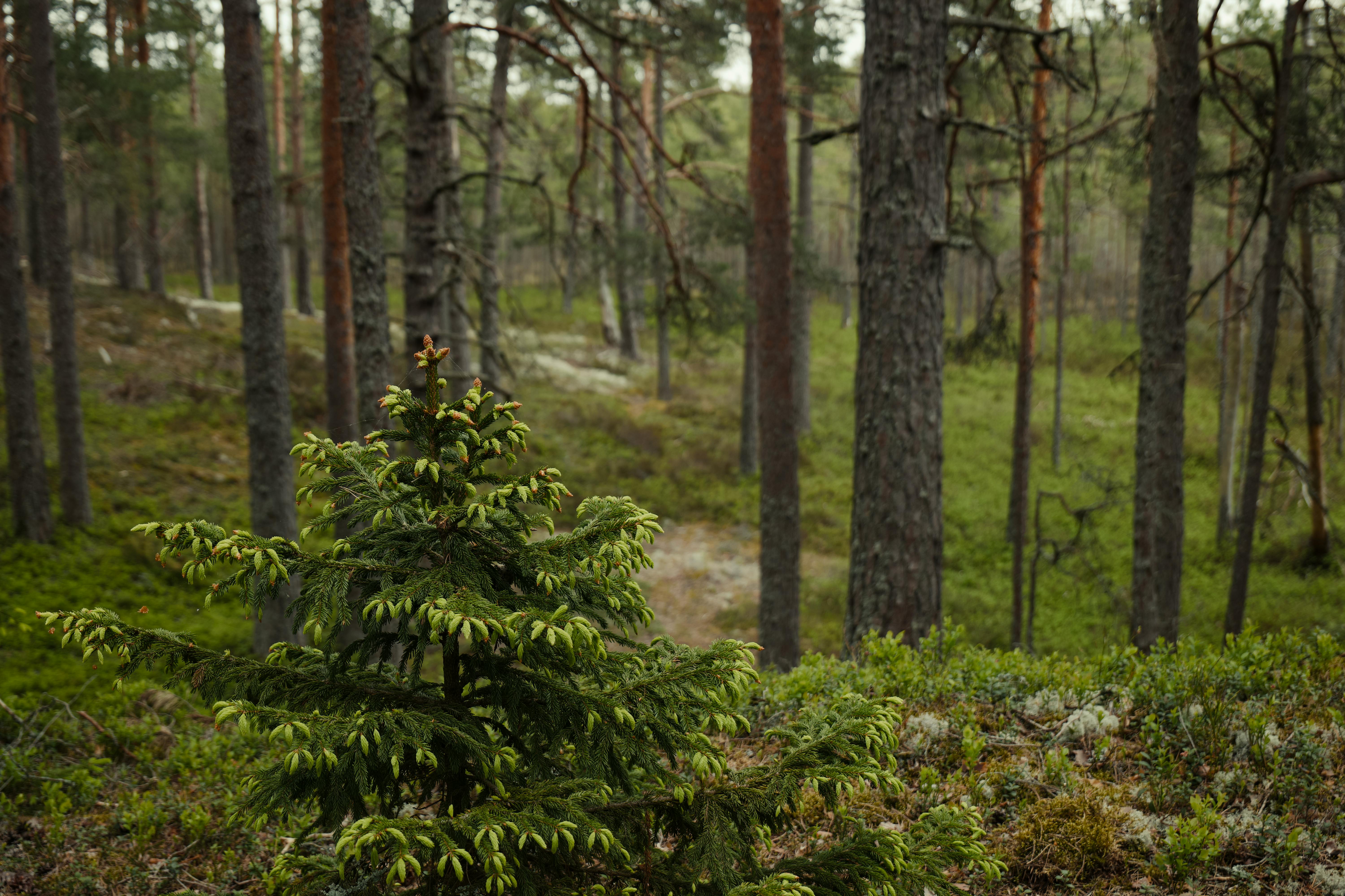 Serene Forest Landscape with Evergreen Spruce · Free Stock Photo