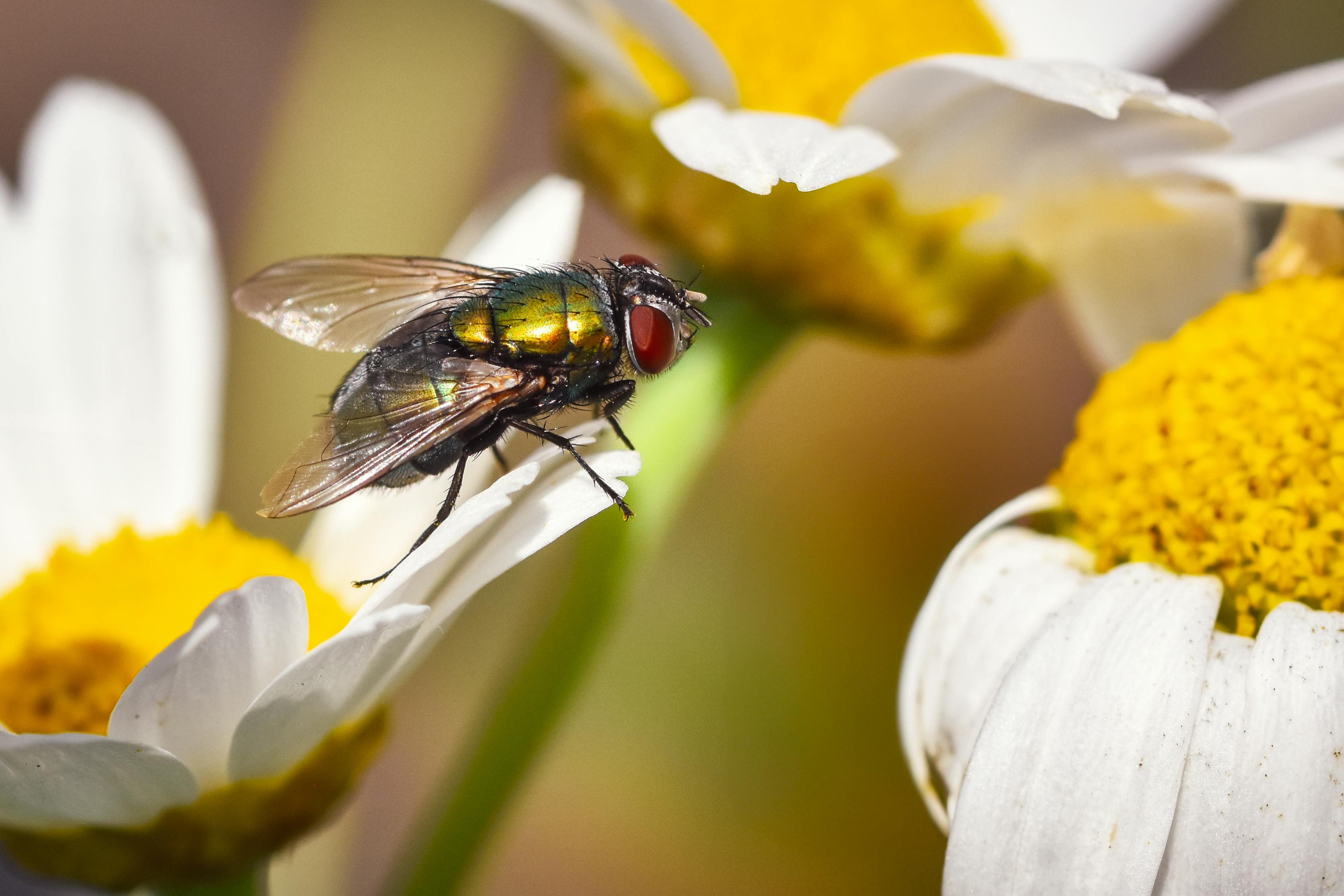 Fly Nap Photos, Download The BEST Free Fly Nap Stock Photos & HD Images