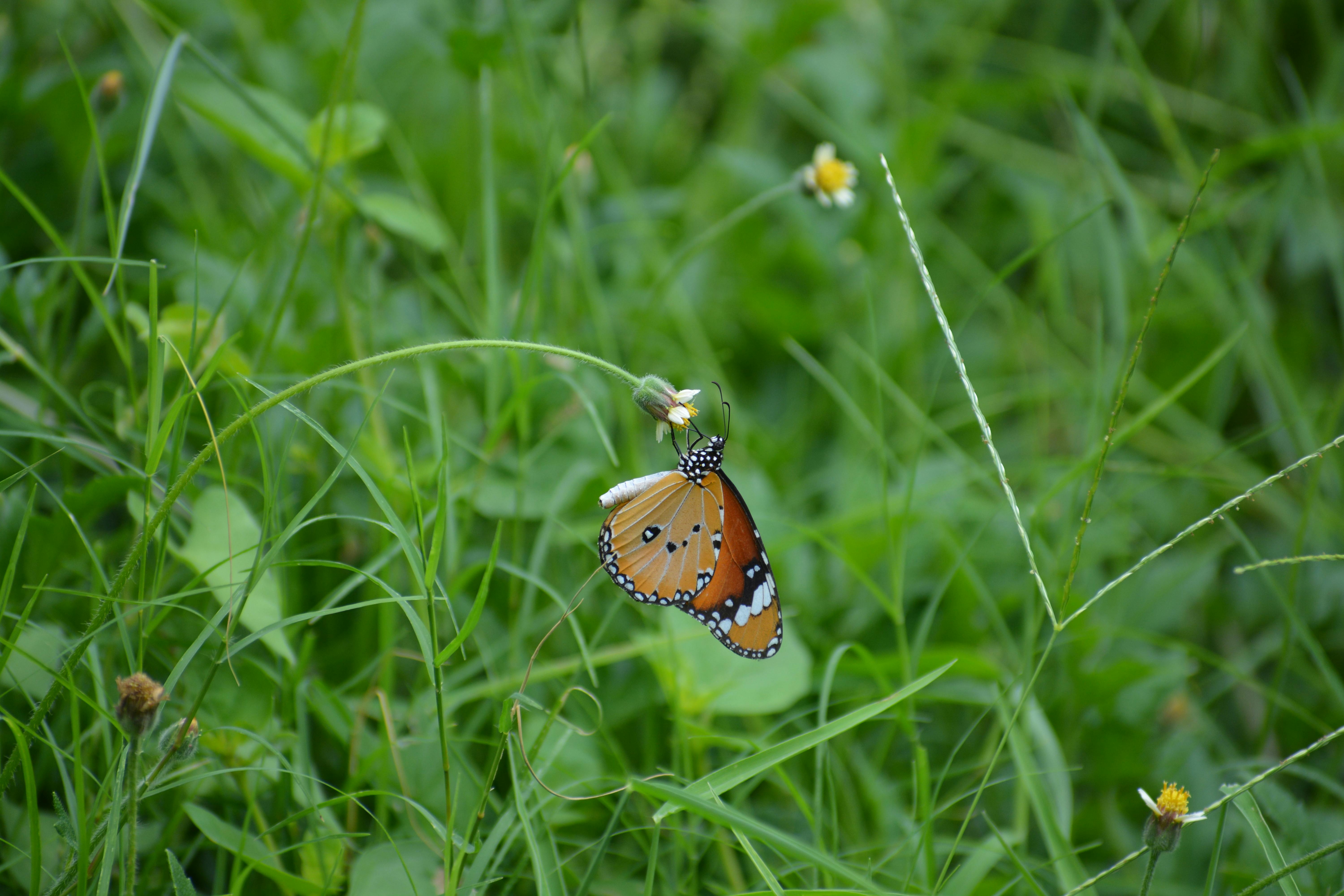 Releasing Butterfly Photos, Download The BEST Free Releasing Butterfly ...