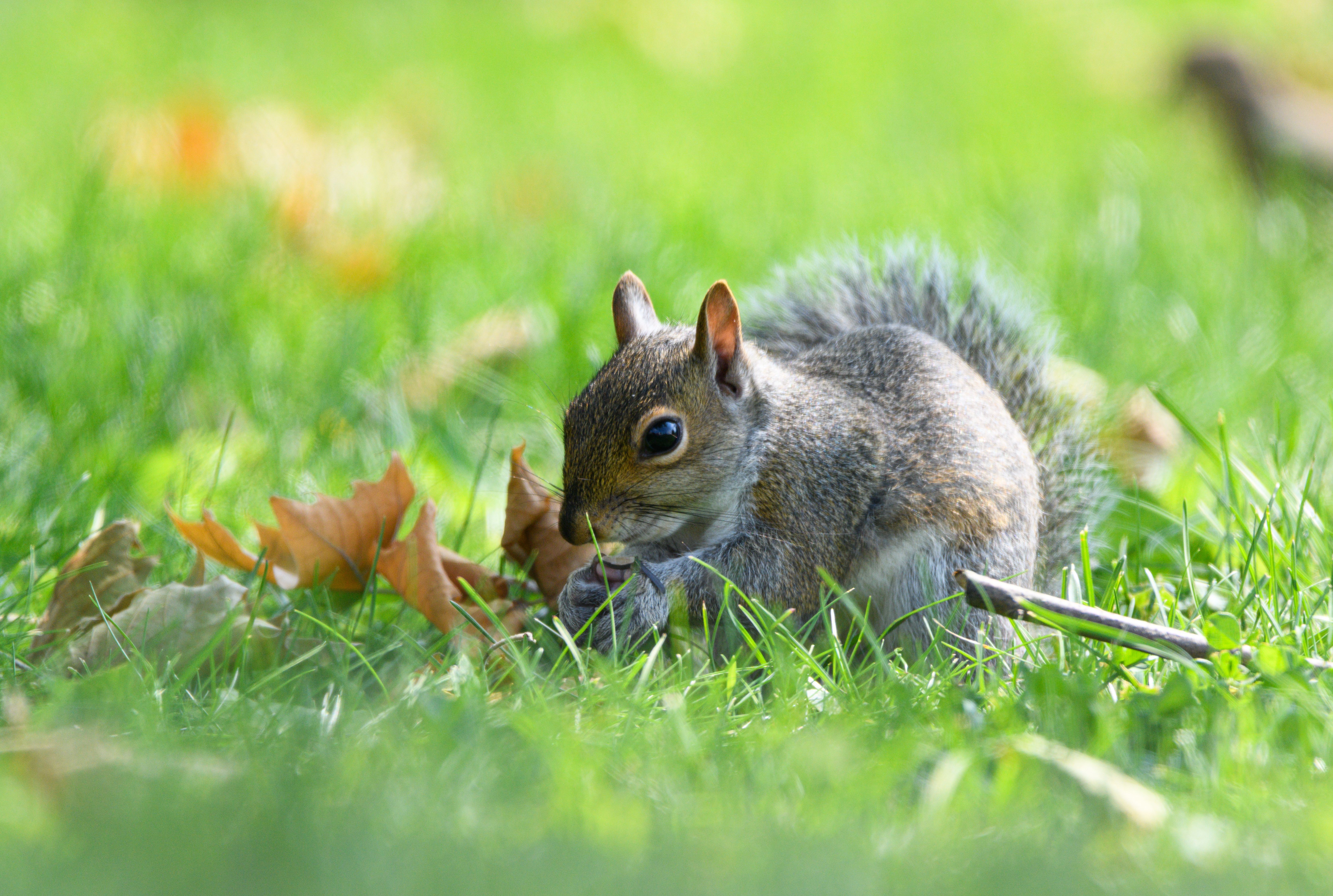 Grey Squirrel Photos, Download The BEST Free Grey Squirrel Stock Photos ...