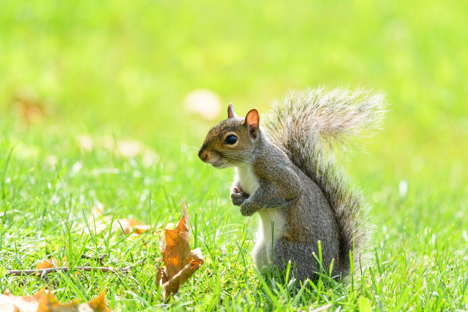 Eastern Gray Squirrel Diet and Behavior: Nutritional Habits