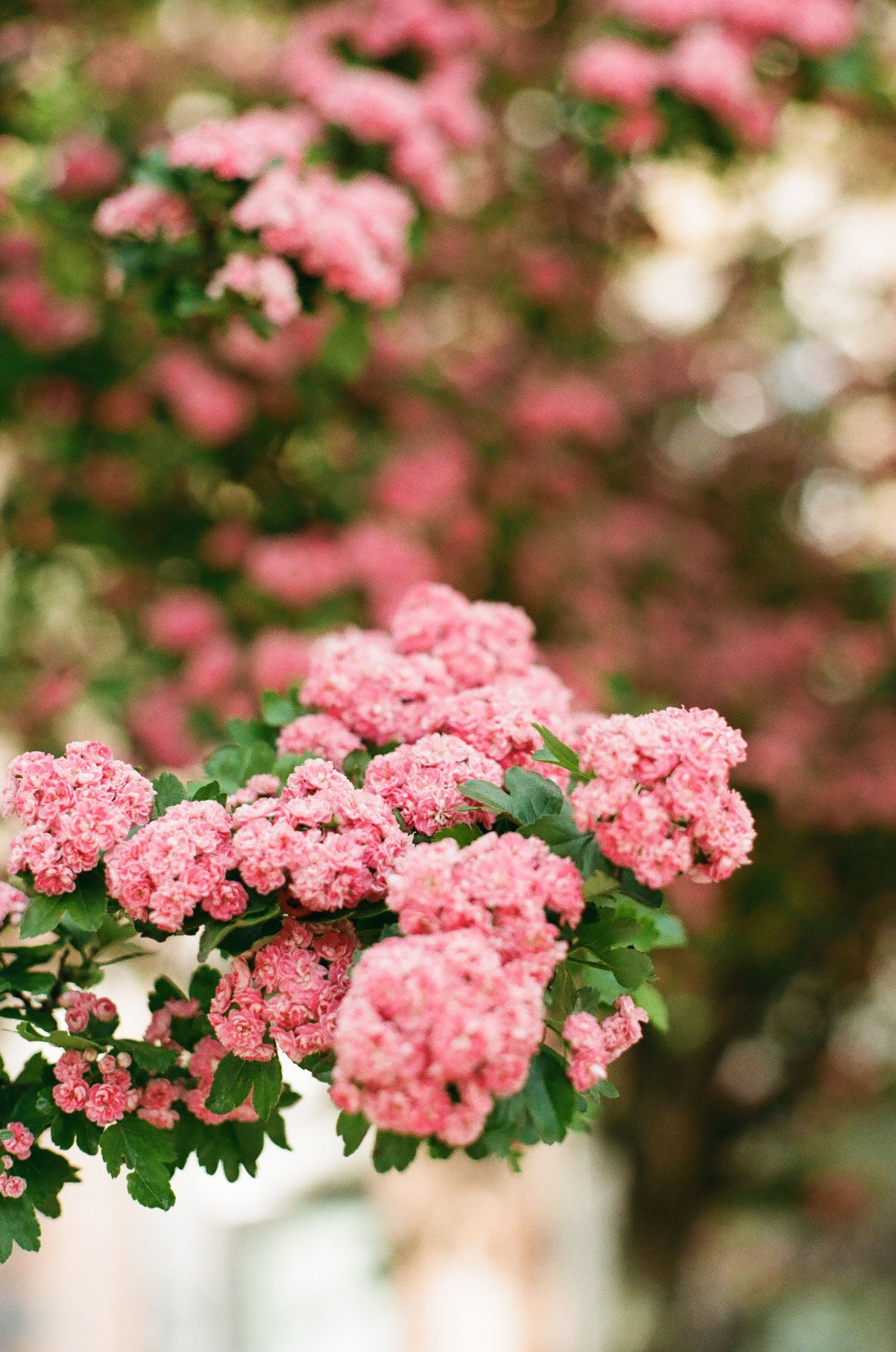 Vibrant Pink Blossoms in Full Spring Bloom · Free Stock Photo