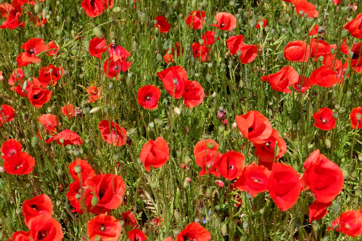 Red Poppies Photos, Download The BEST Free Red Poppies Stock Photos ...