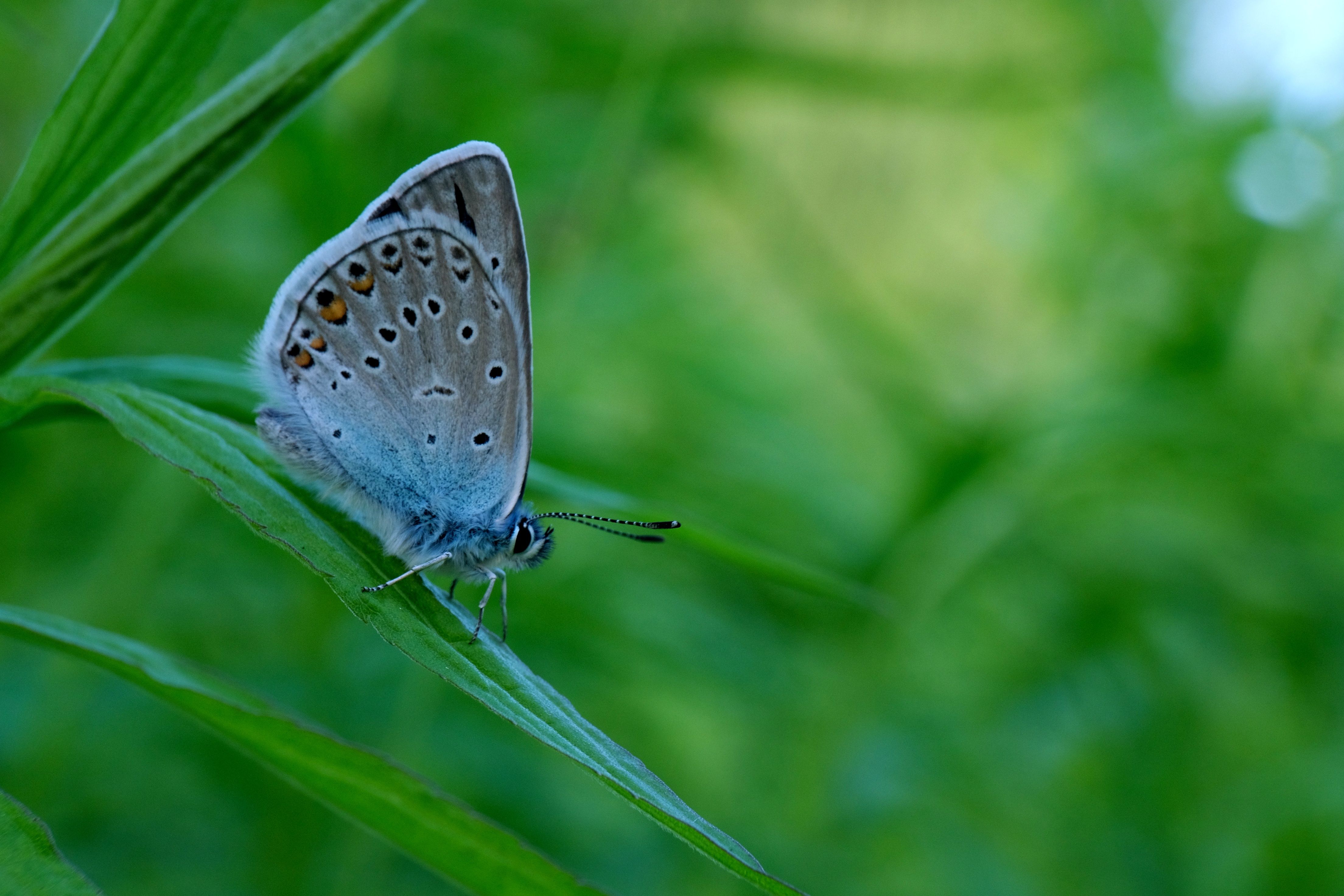 Blue Butterfly Photos, Download The BEST Free Blue Butterfly Stock ...