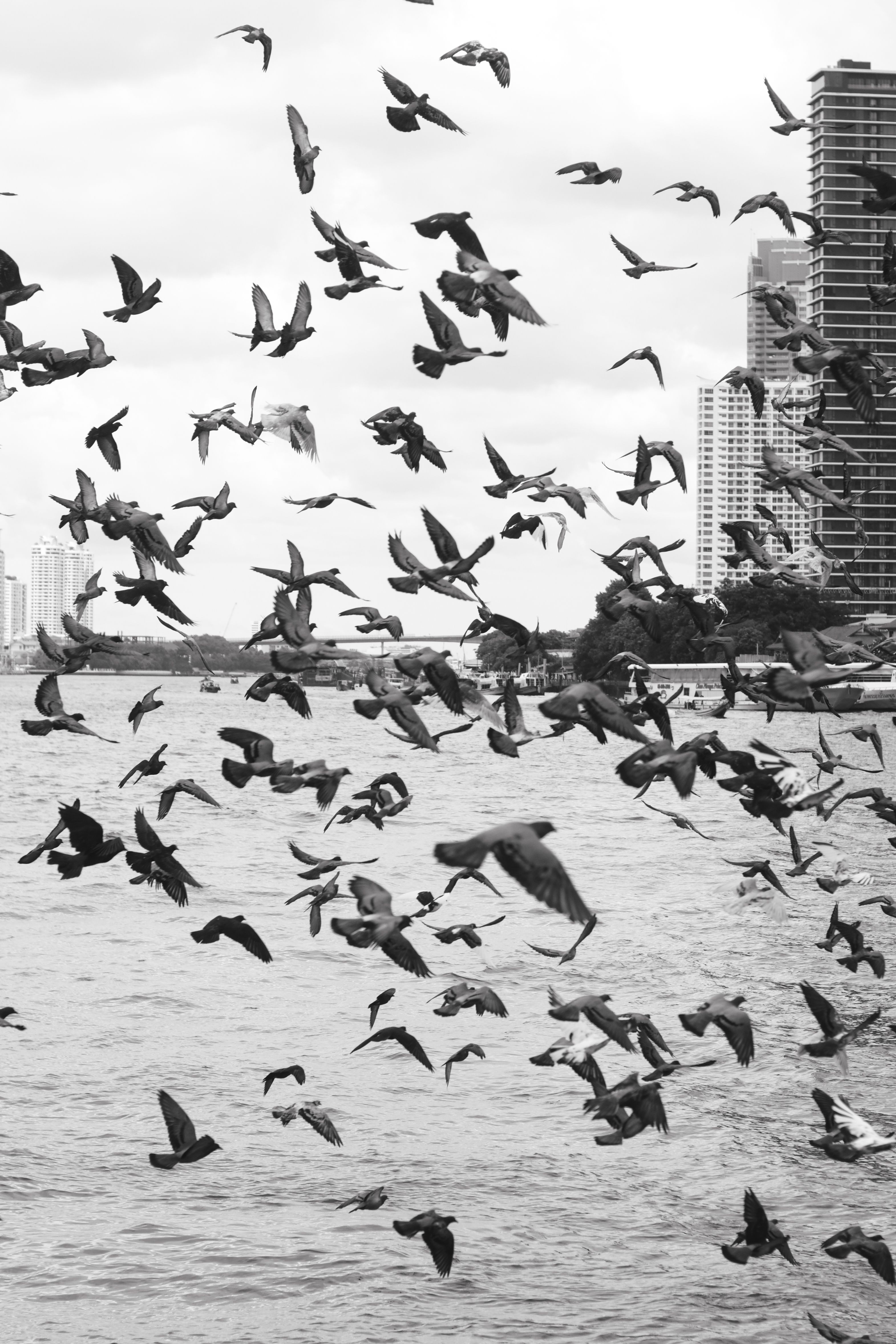 Urban Migration Photos, Download The BEST Free Urban Migration Stock ...
