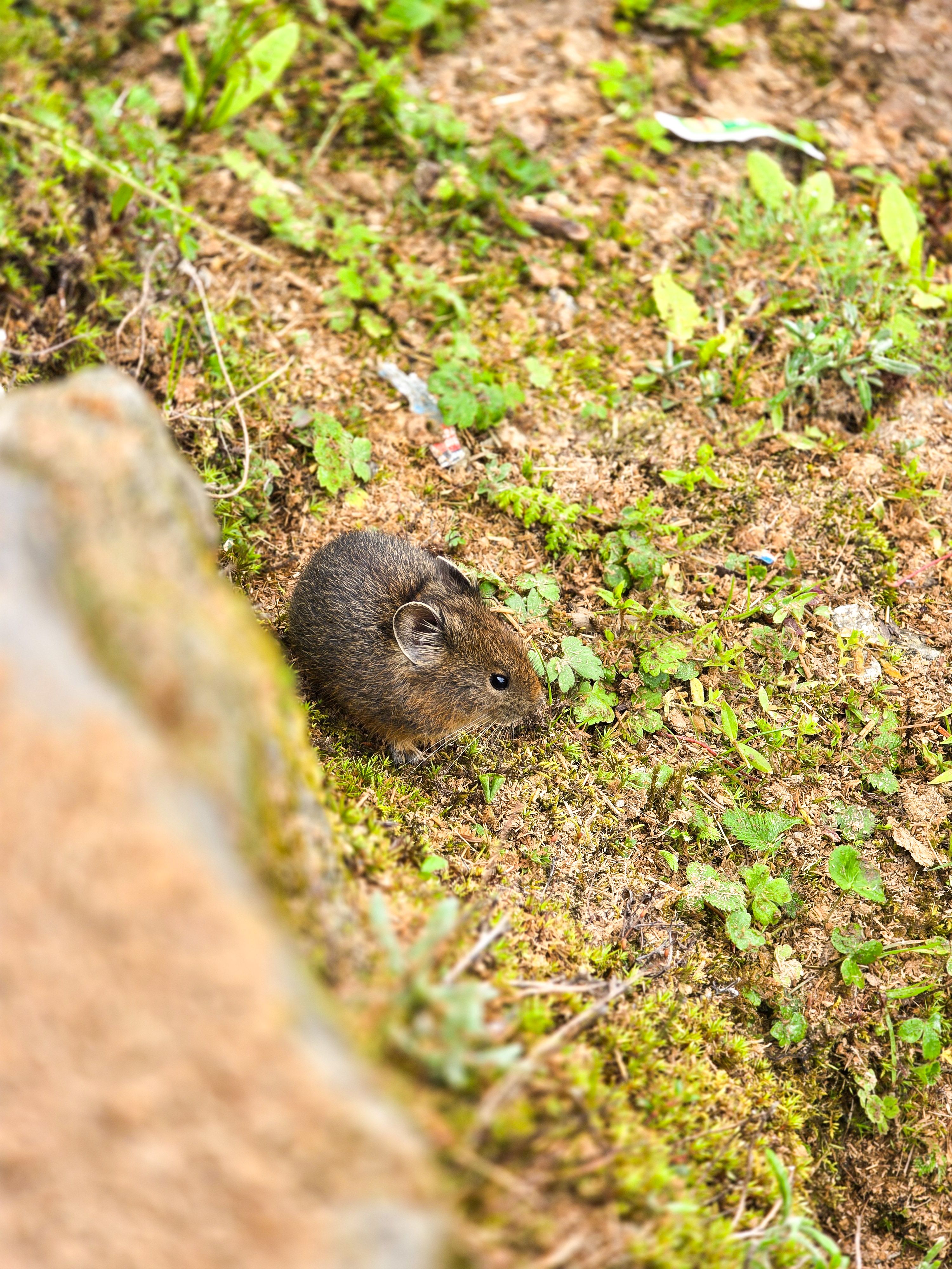 Mice Photos, Download The BEST Free Mice Stock Photos & HD Images