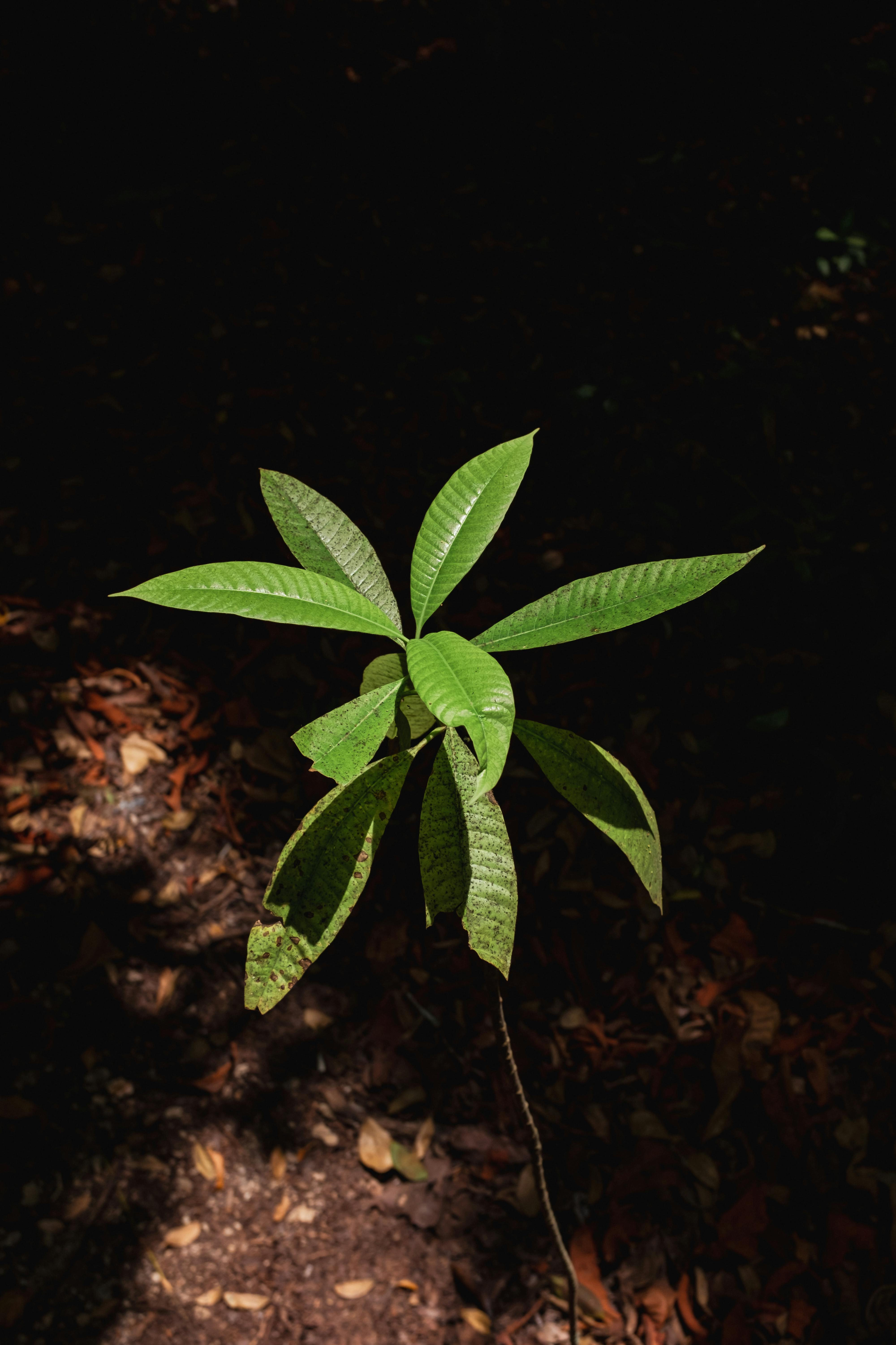 Sapling In Forest Photos, Download The BEST Free Sapling In Forest ...