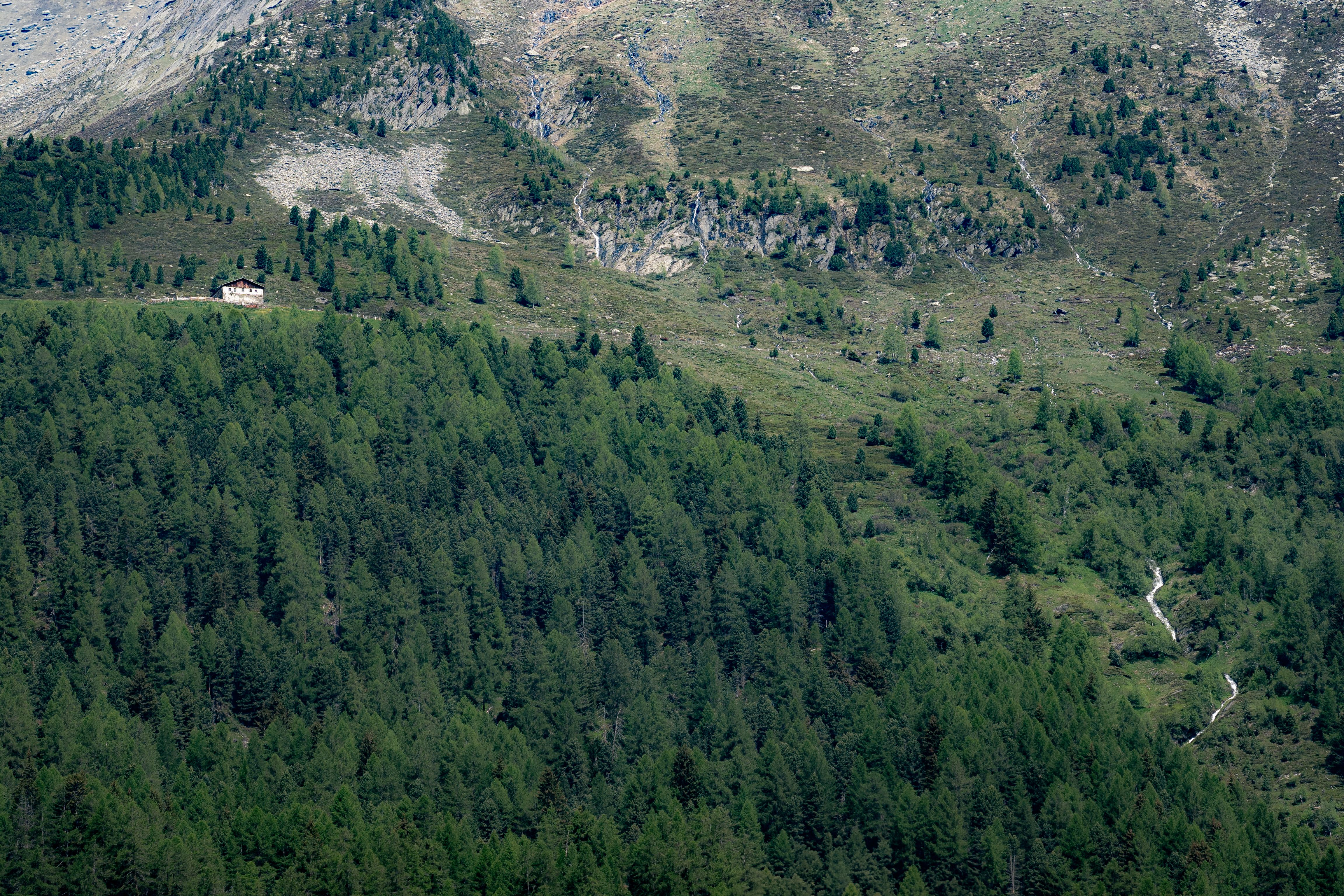Scenic Alpine Forest with Mountain Cabin · Free Stock Photo