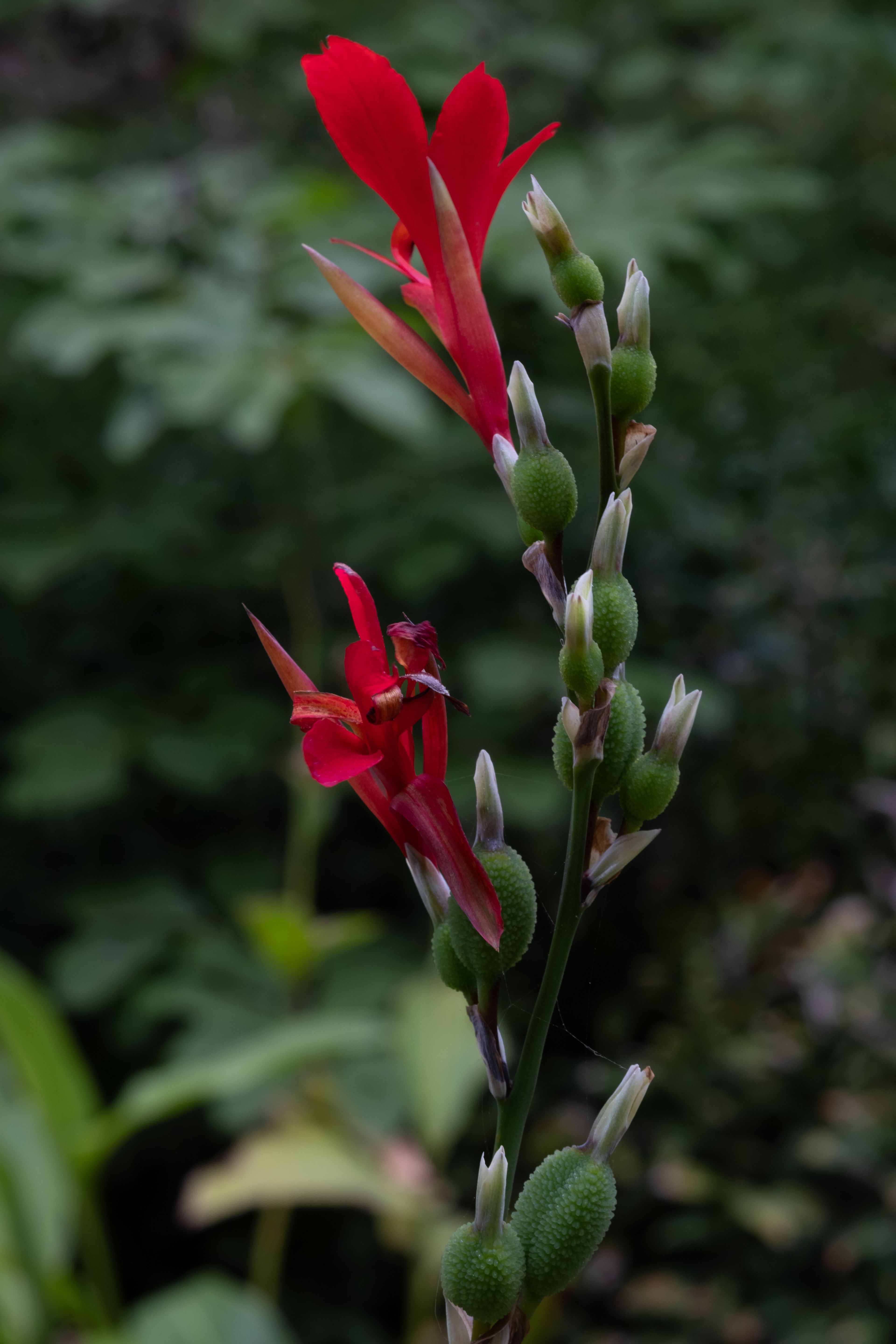 Vibrant Red Canna Lily in Natural Setting · Free Stock Photo