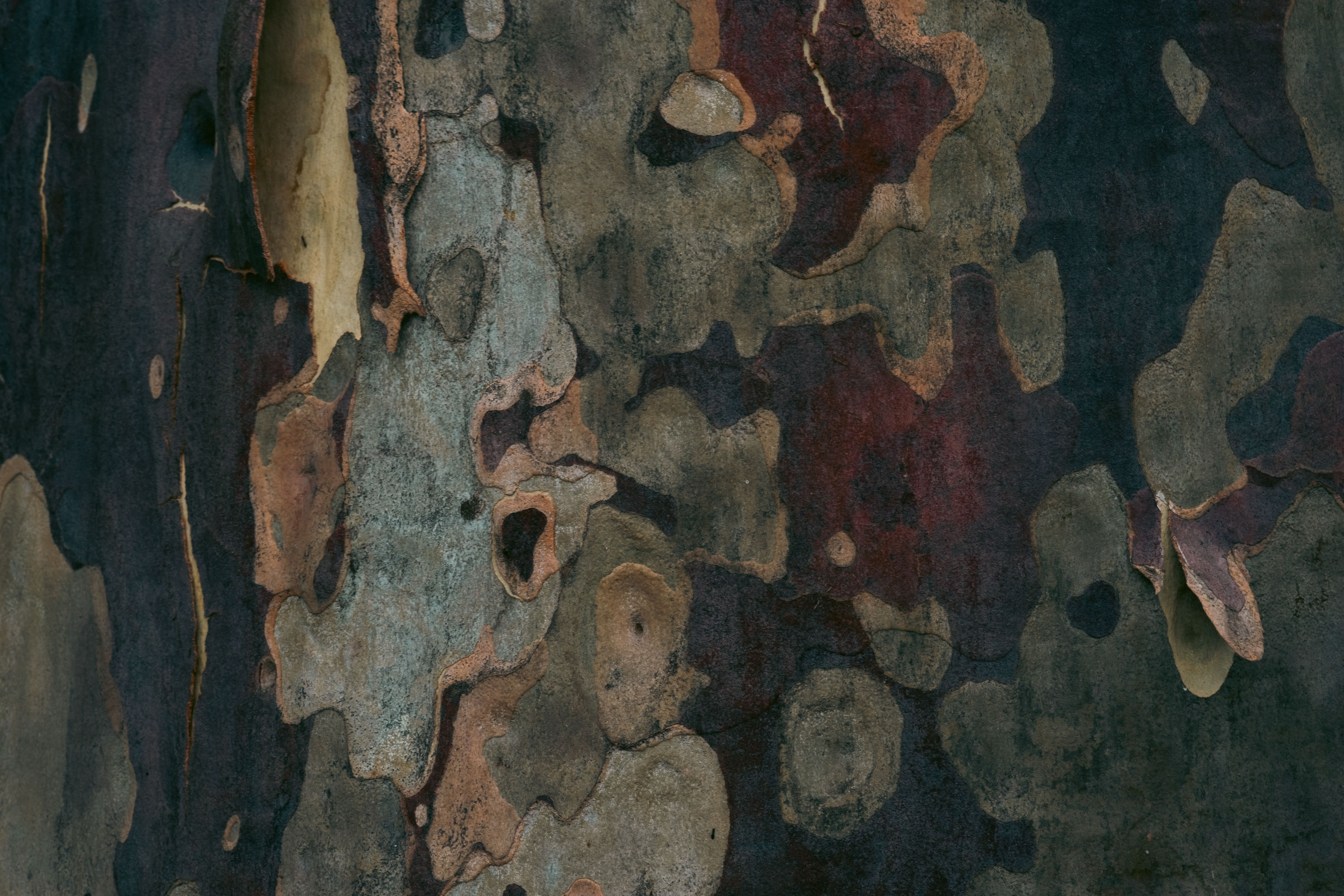 Natural Tree Bark Texture in Earthy Tones · Free Stock Photo