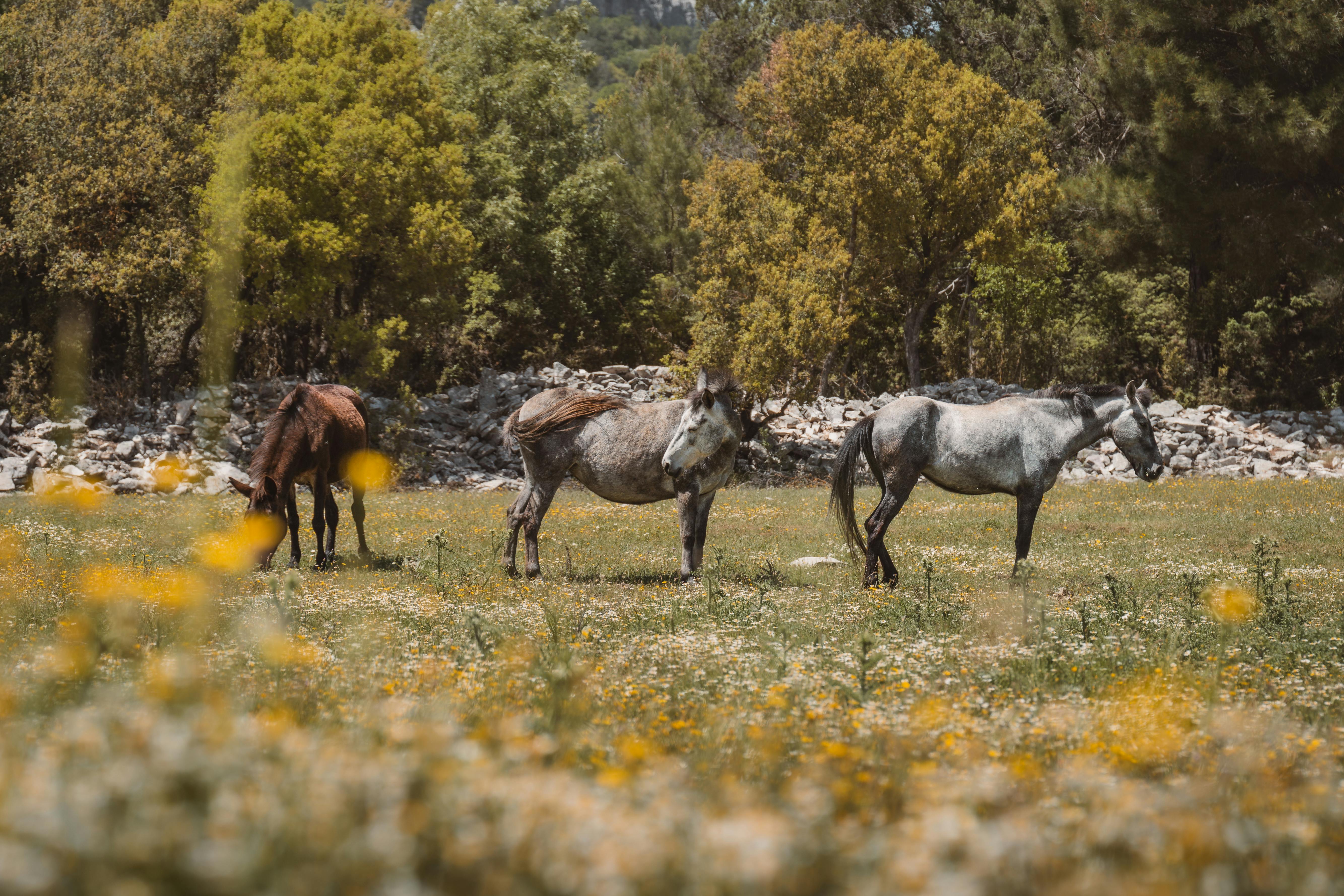 Picture+Of+Poop Photos, Download The BEST Free Picture+Of+Poop Stock ...