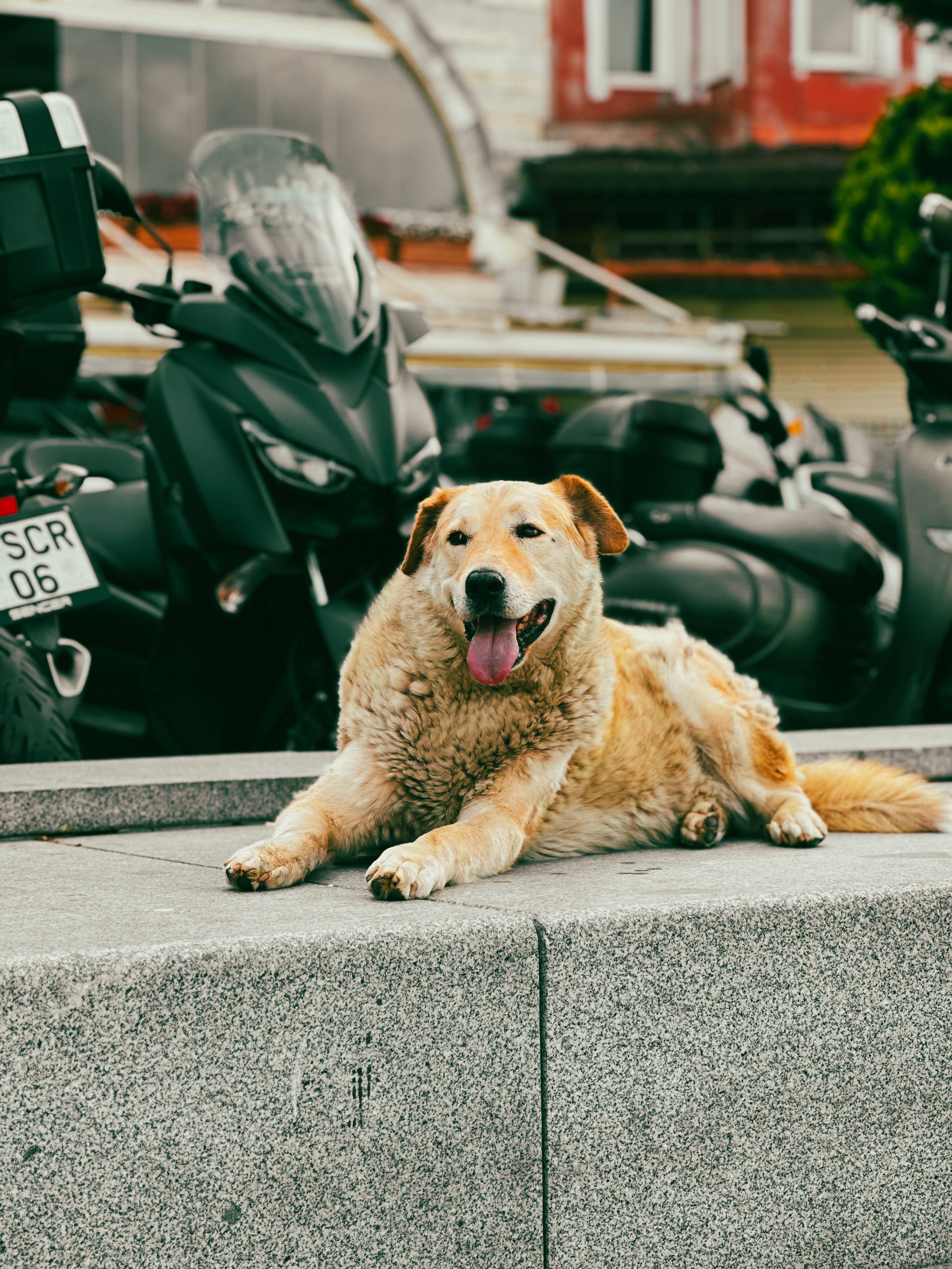 Perro Relajado En Una Calle De Estambul · Foto de stock gratuita