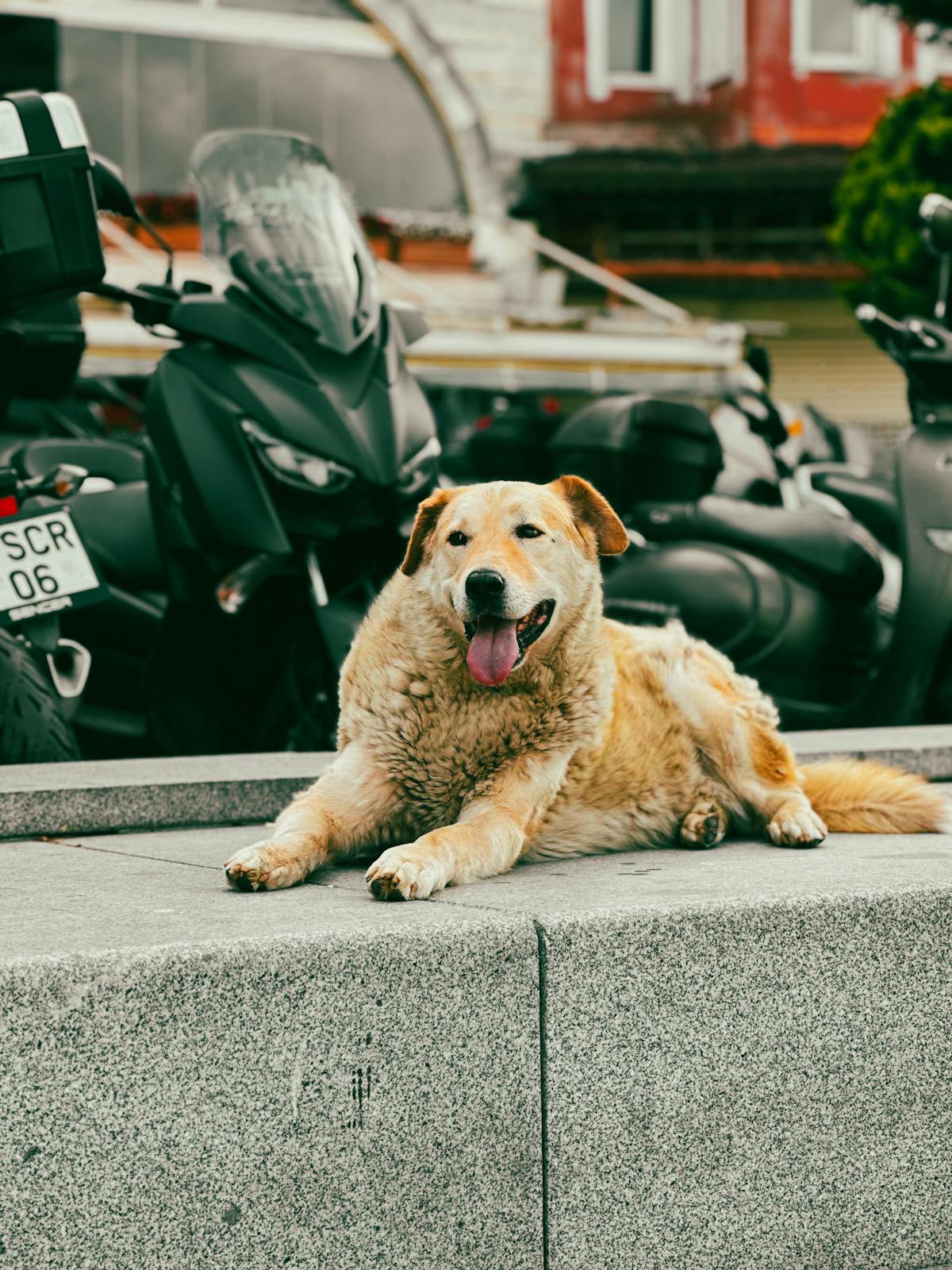Busy Street Photos, Download The BEST Free Busy Street Stock Photos ...