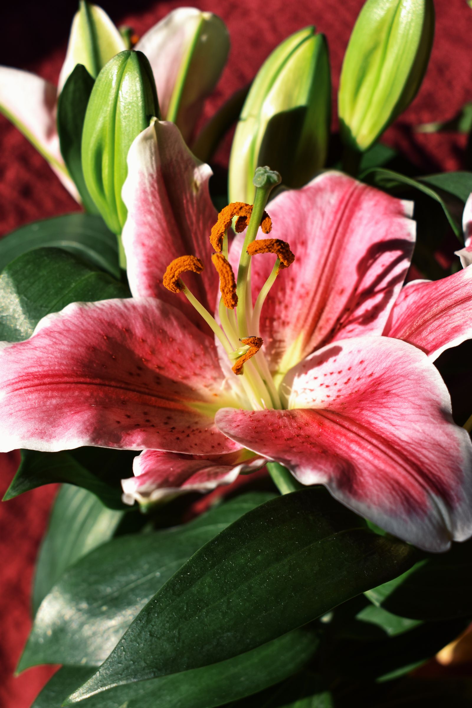 Lily Flower Photos, Download The BEST Free Lily Flower Stock Photos ...