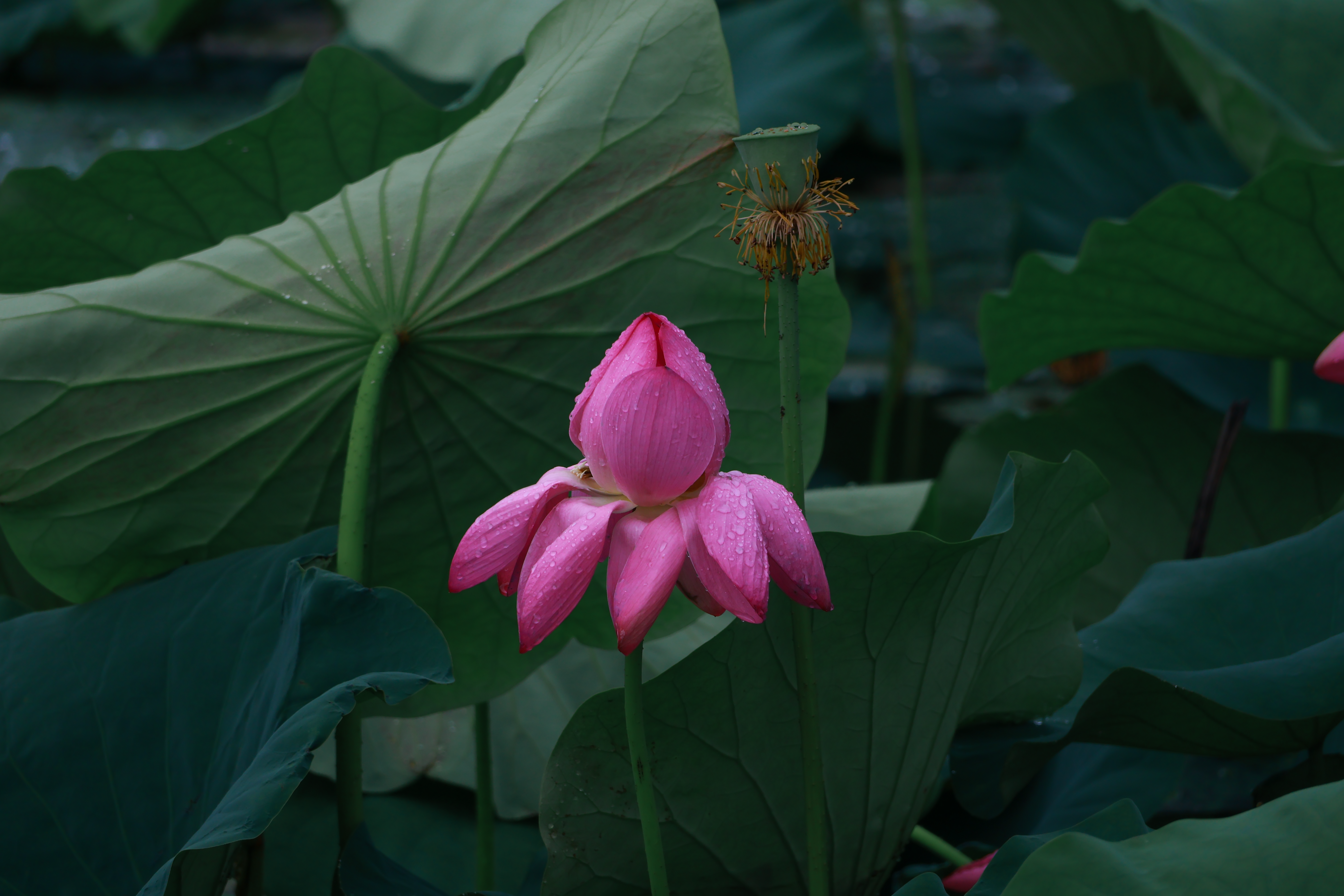 Vibrant Pink Lotus Flower with Green Leaves · Free Stock Photo