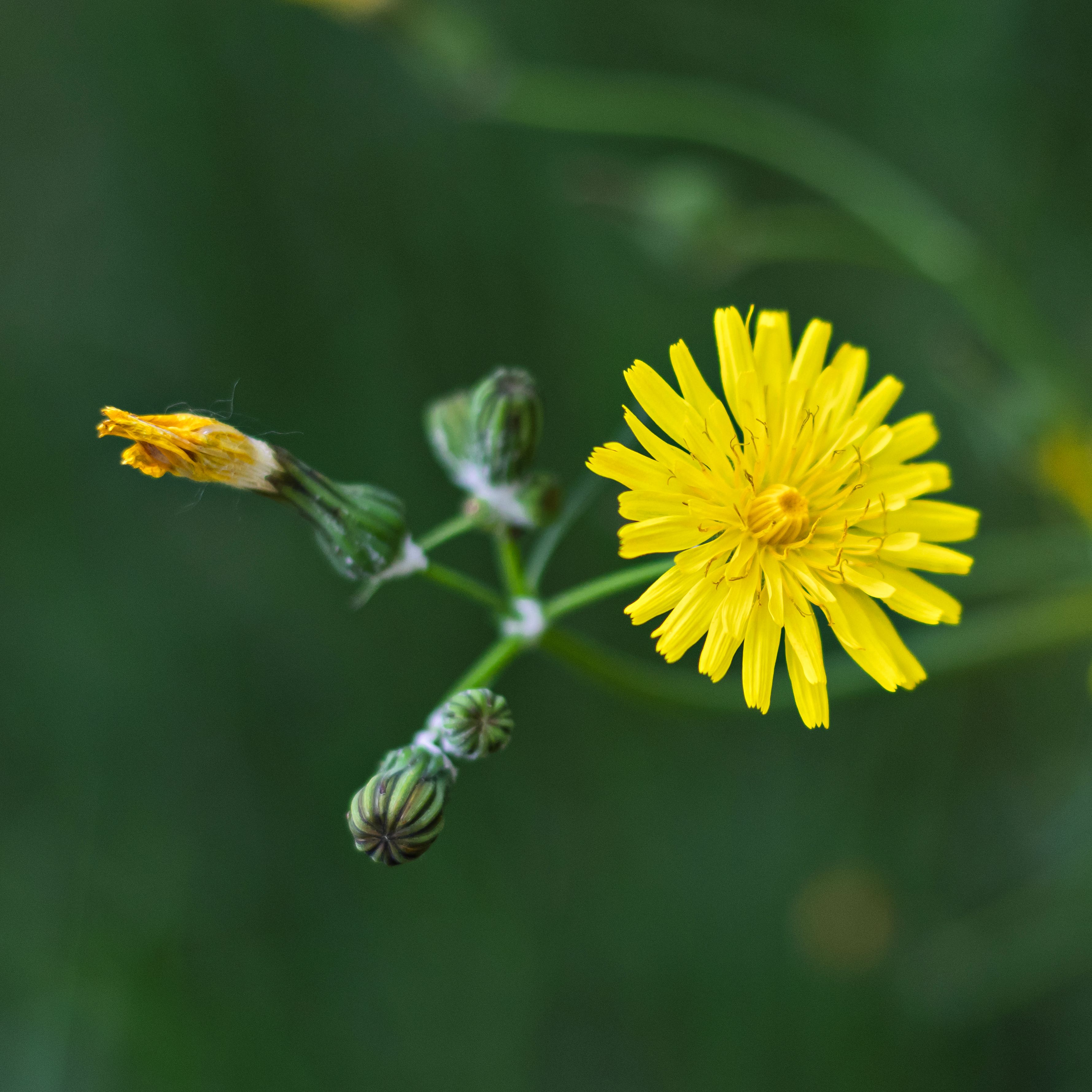 Primer Plano De Una Flor De Diente De León De Color Amarillo Brillante ...