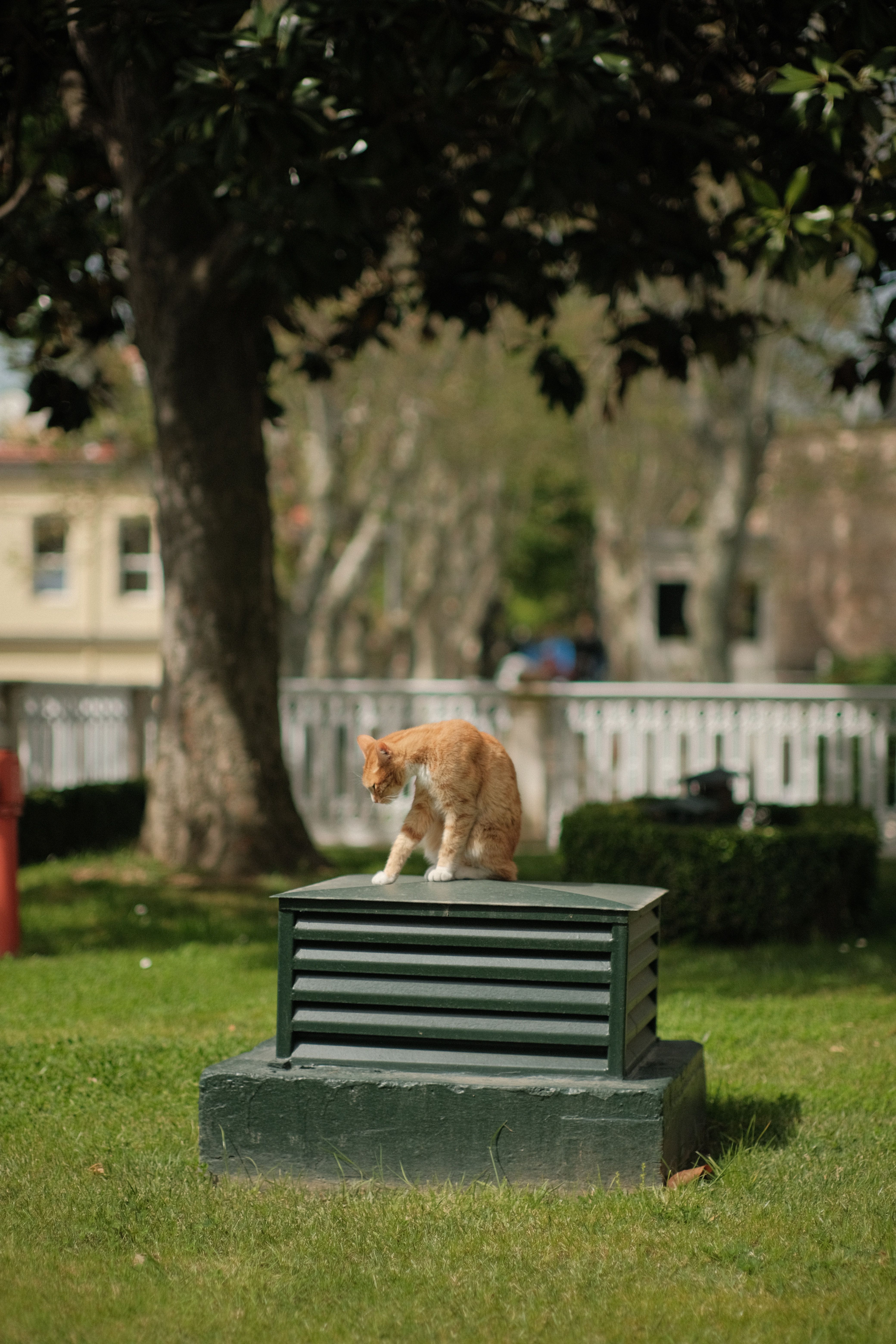 Gato Pelirrojo Posado Al Aire Libre En El Respiradero Del Parque · Foto ...