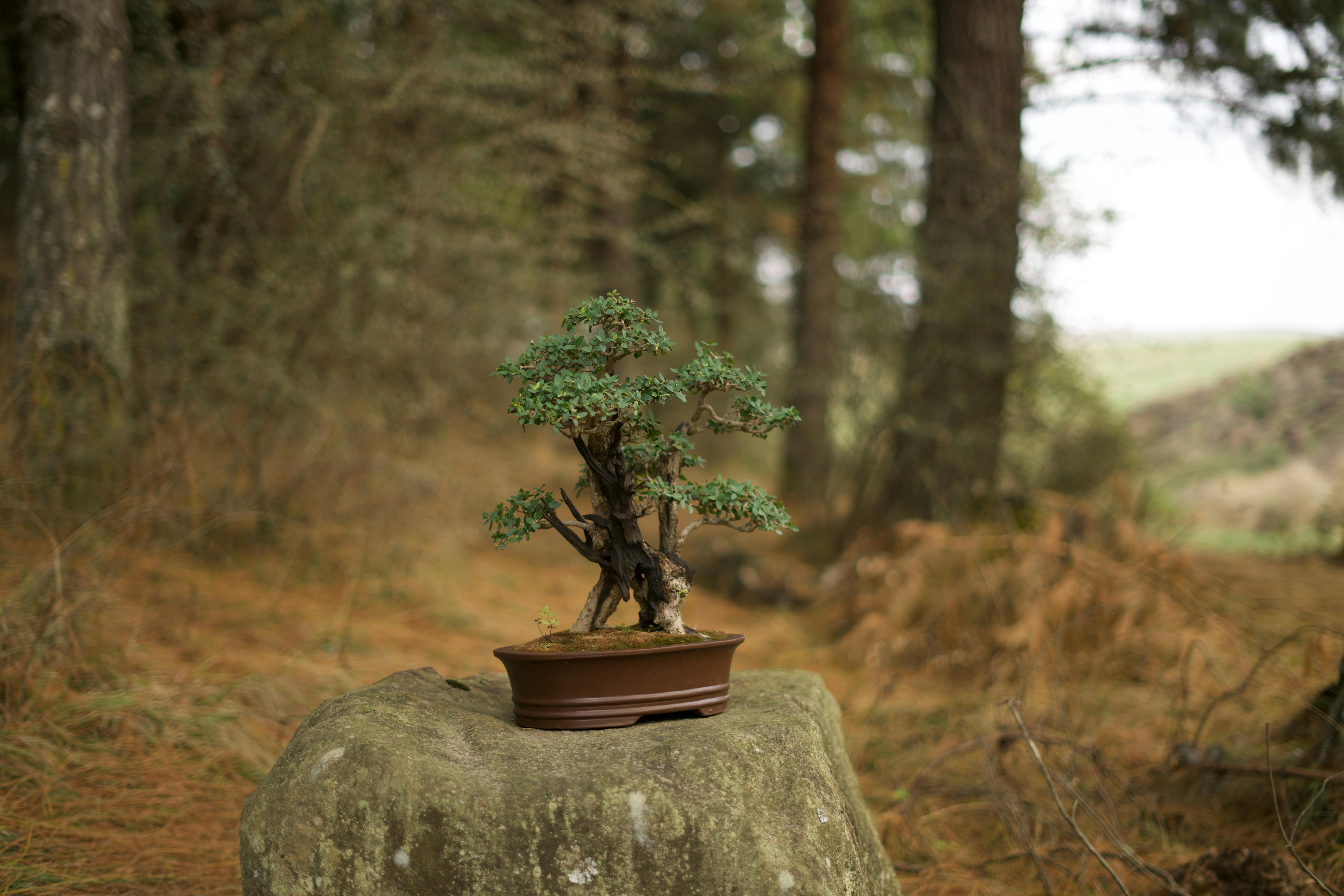 Rock Bonsai Trees: Care, Styles, and Tips for Beginners