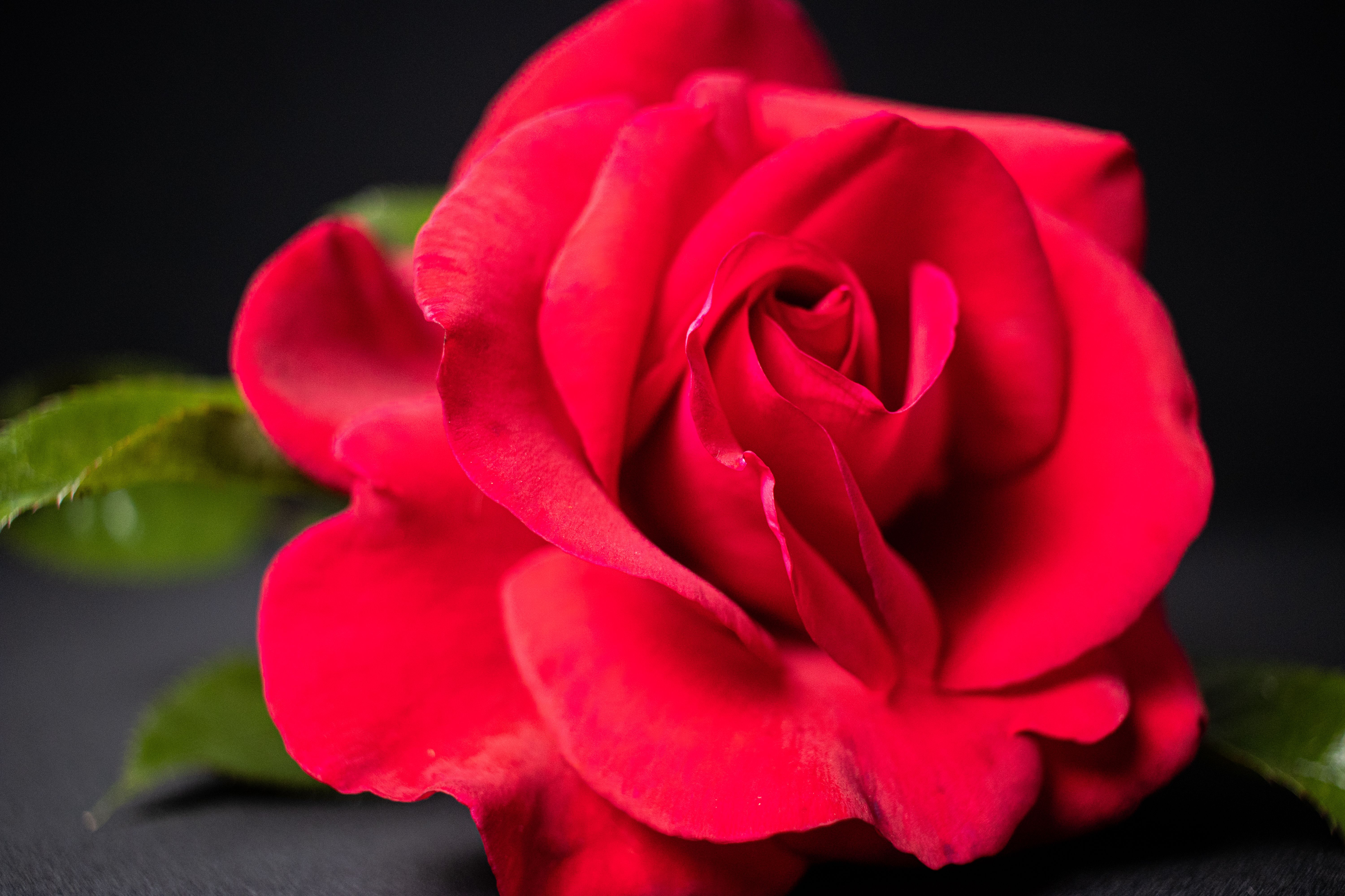 Red Roses · Free Stock Photo