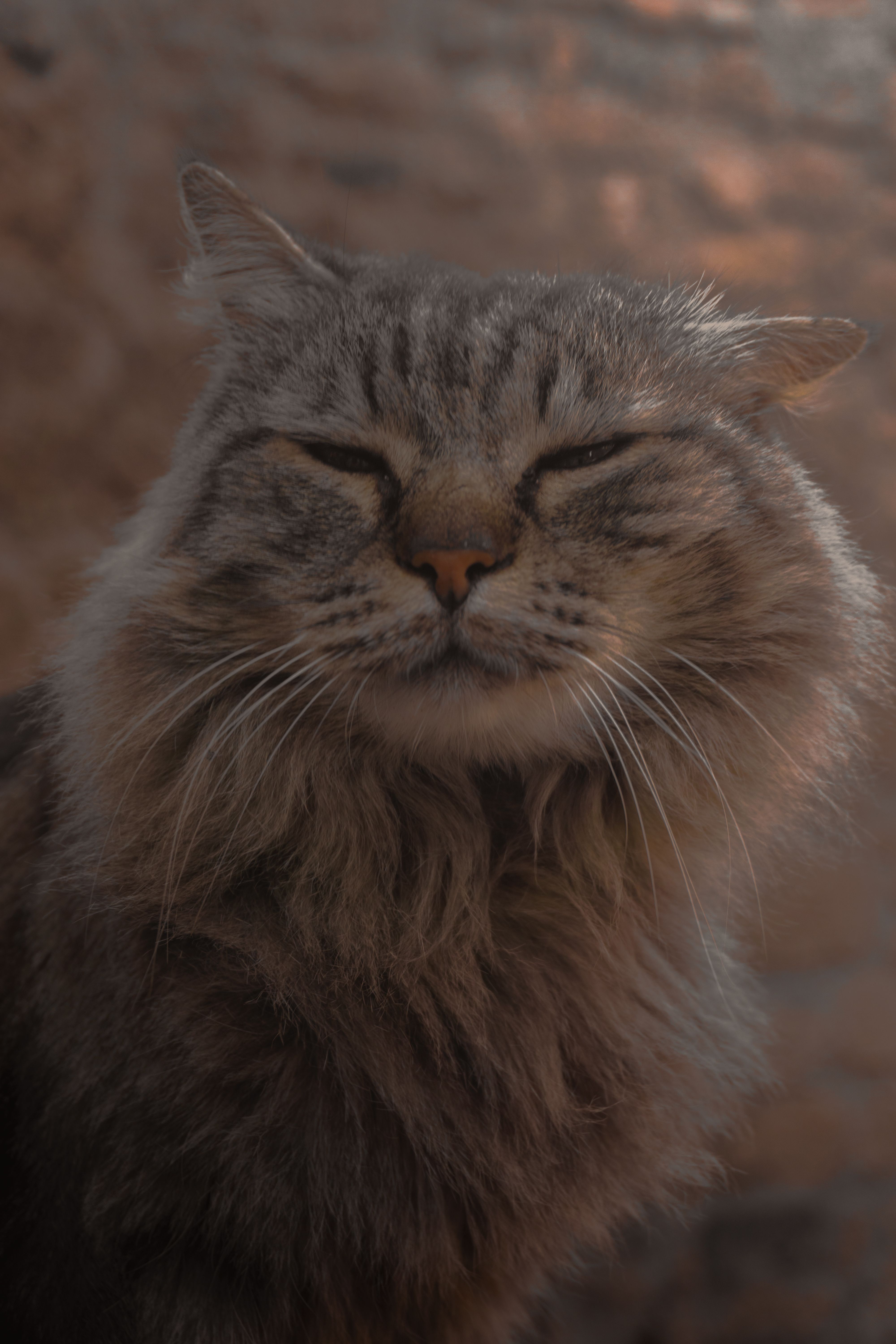 Portrait of a Fluffy Domestic Cat in Soft Light · Free Stock Photo