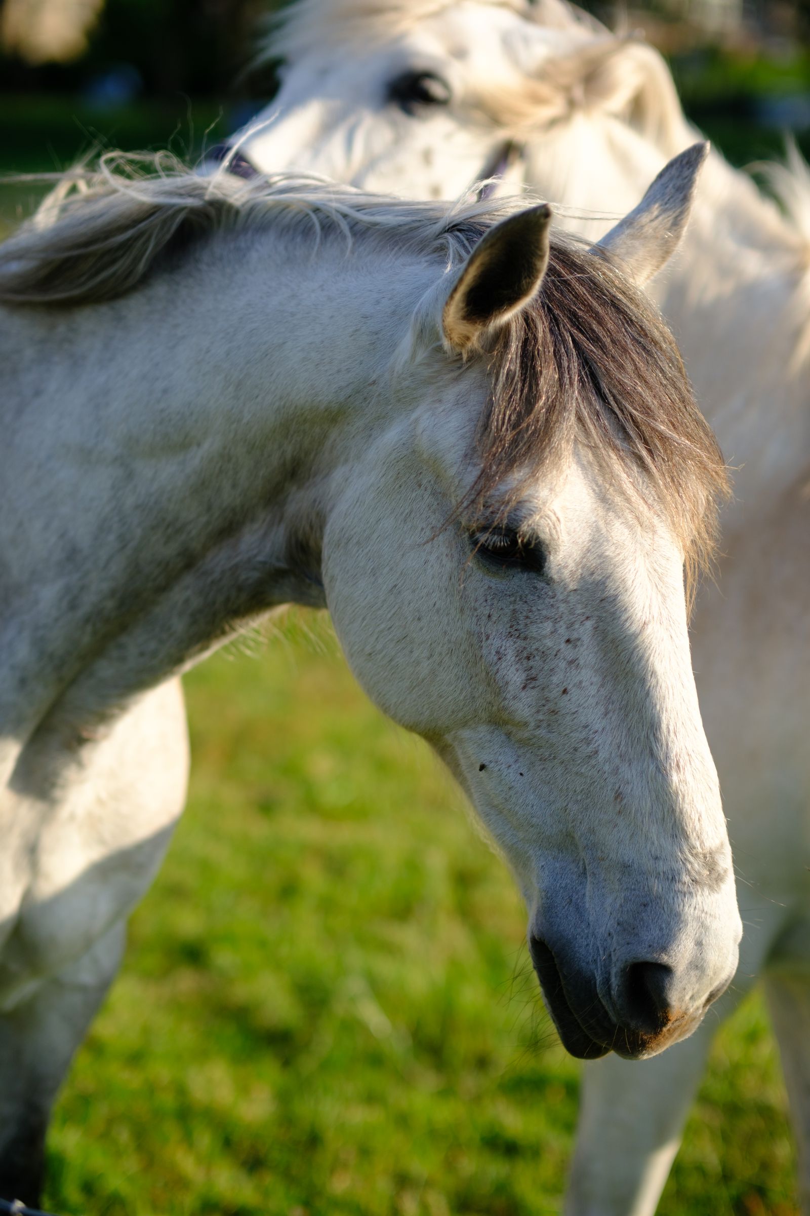 Horse Head Photos, Download The BEST Free Horse Head Stock Photos & HD ...