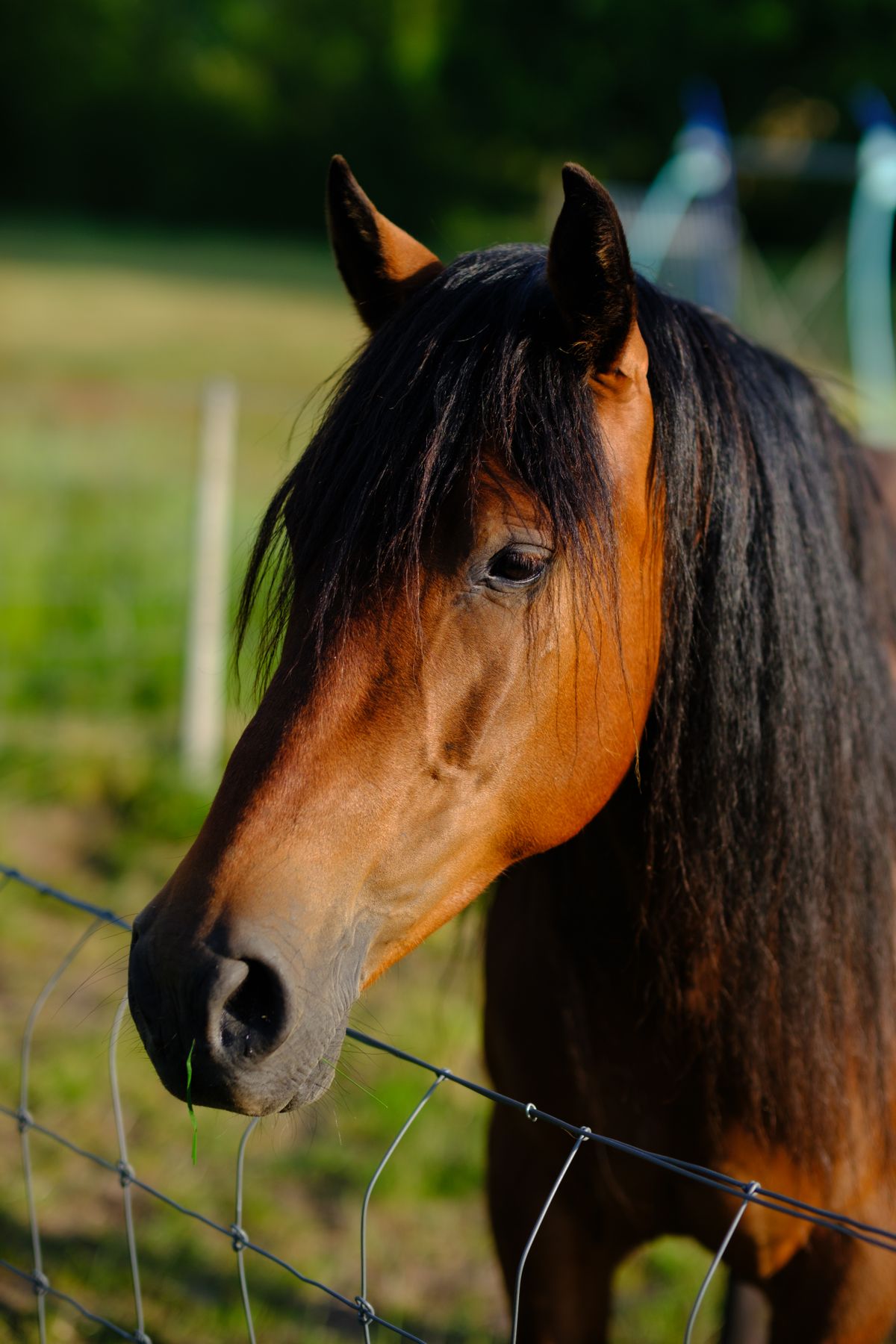 Horse Head Photos, Download The BEST Free Horse Head Stock Photos & HD ...