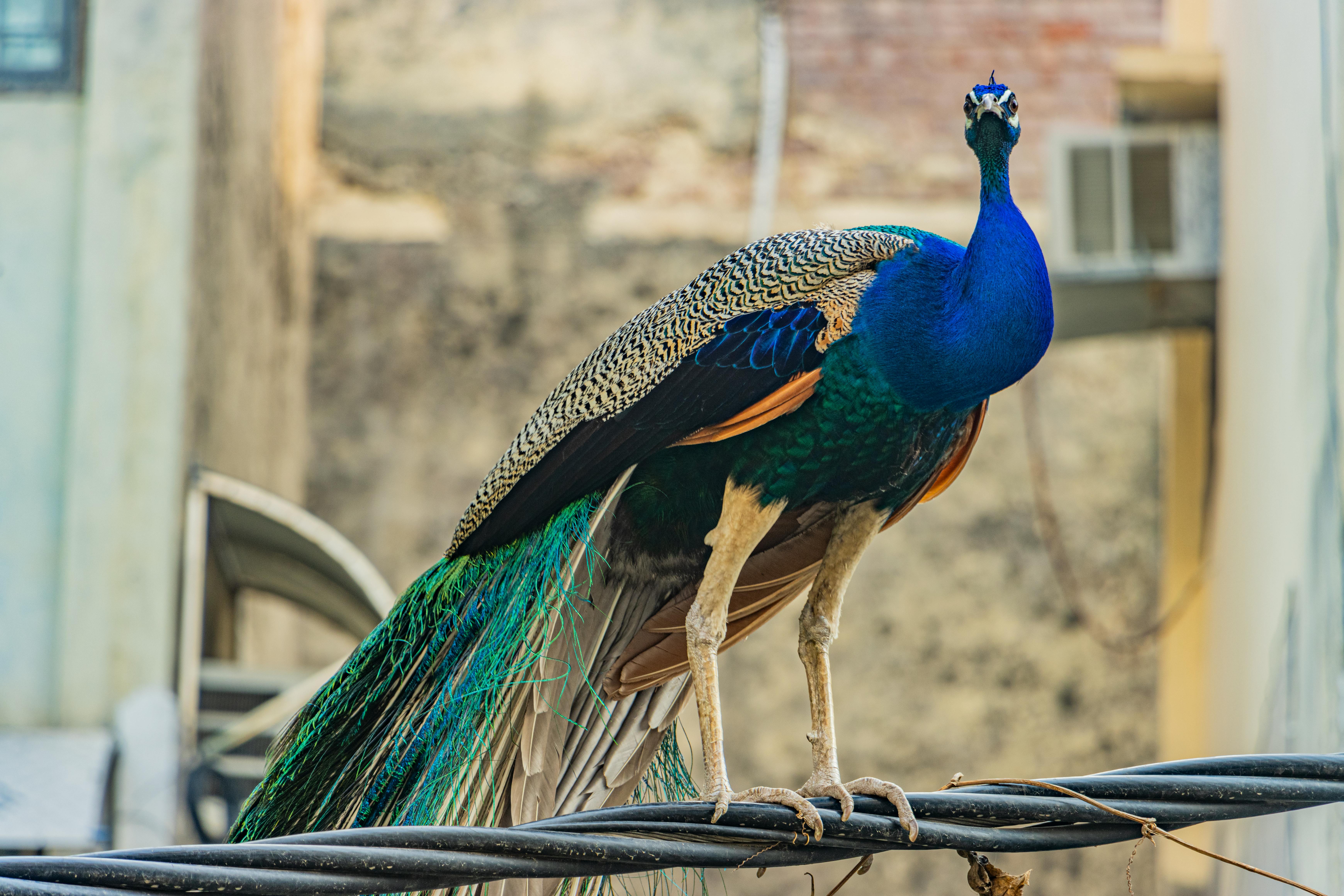 Blue Aura Wallpaper Photos, Download The BEST Free Blue Aura Wallpaper ...