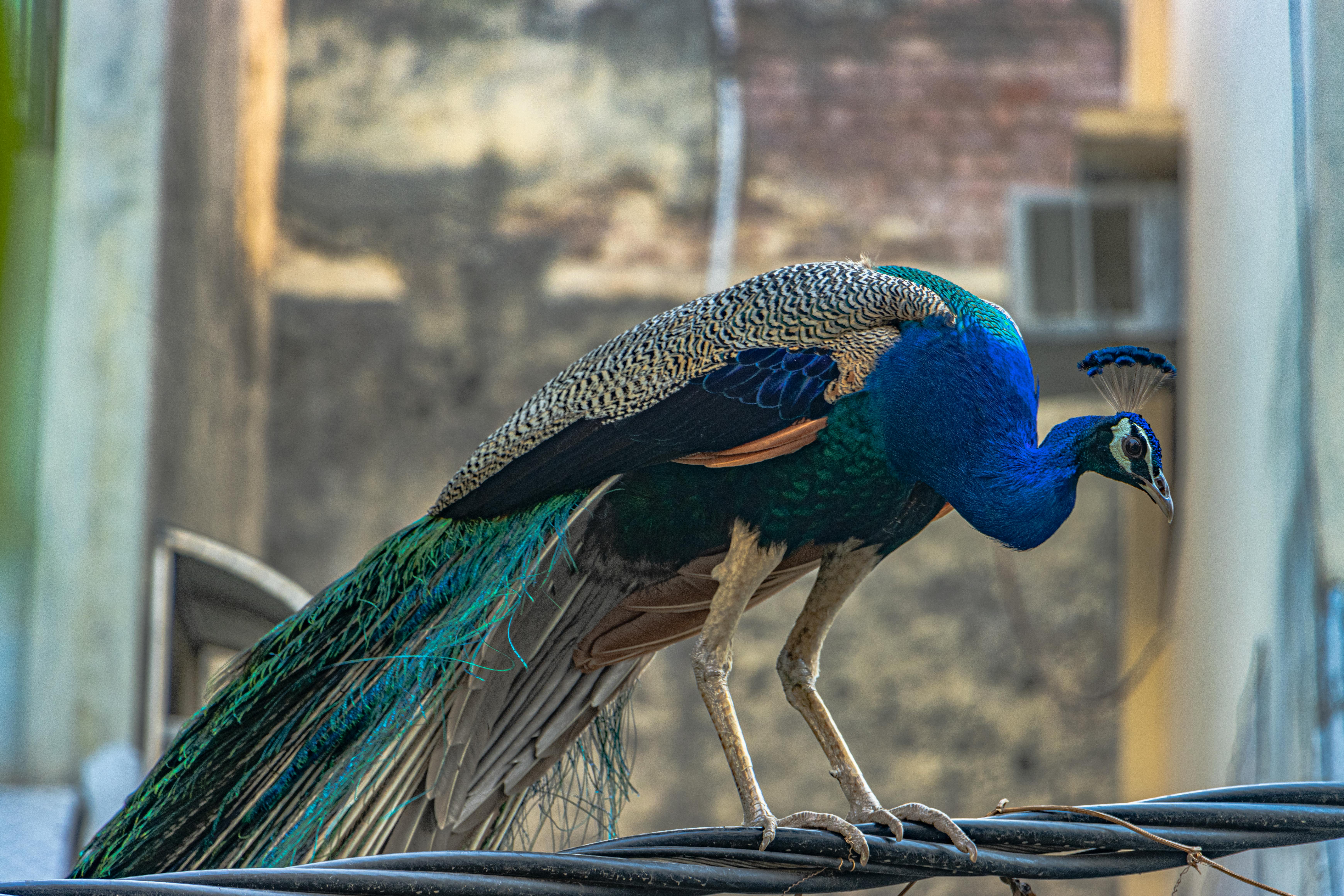 Indian Peacock Perched on Urban Wire · Free Stock Photo
