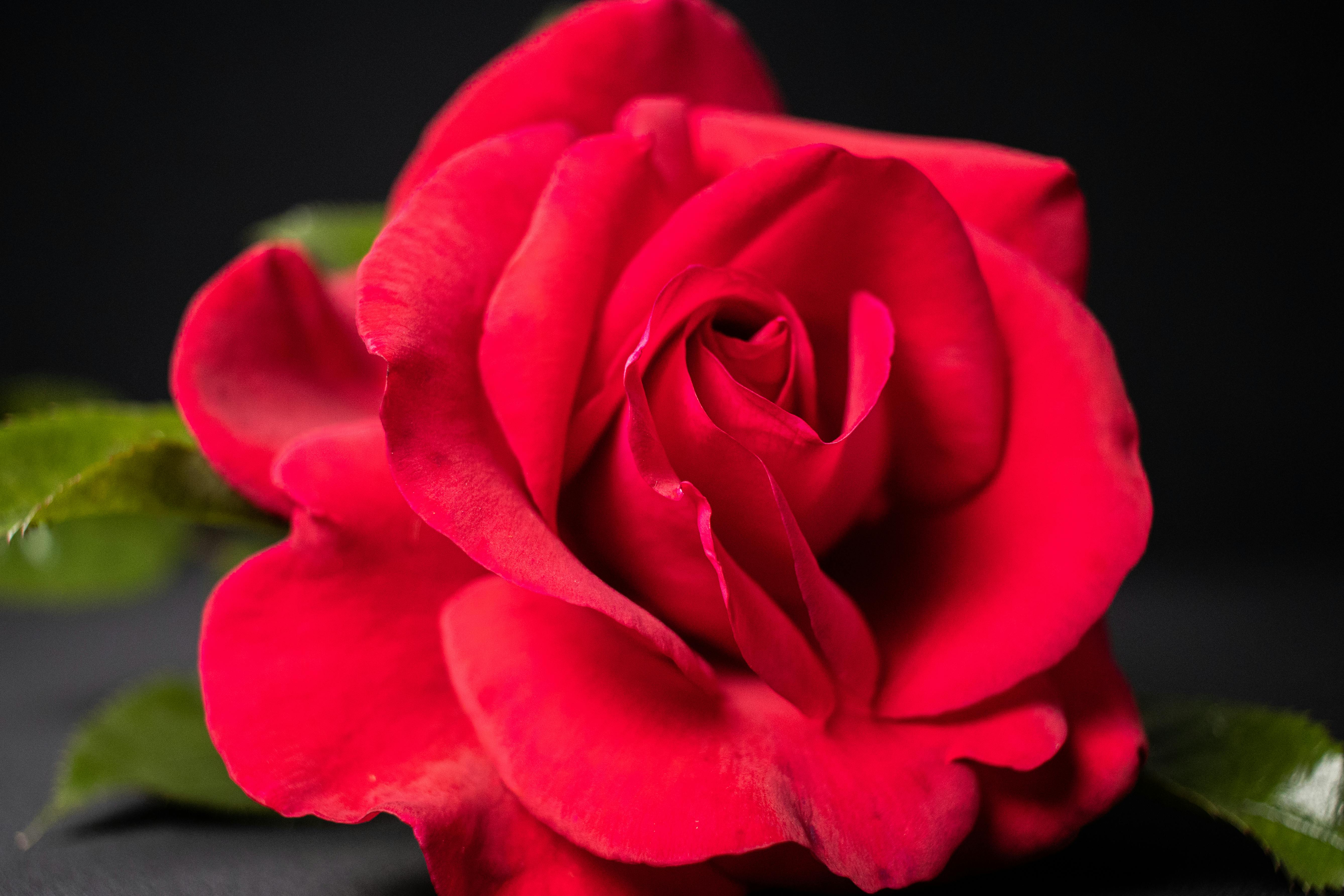 Red Roses · Free Stock Photo