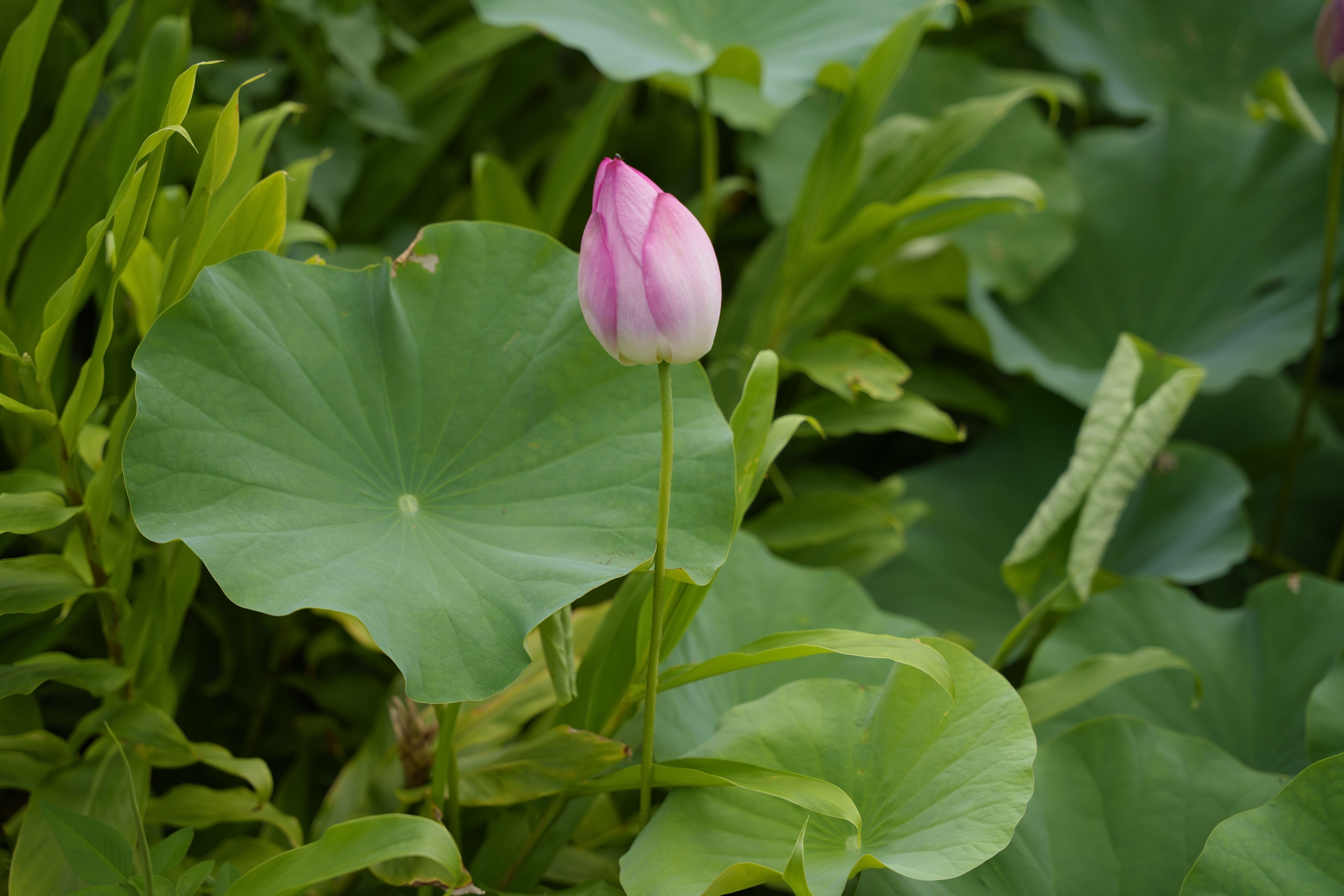 Close-up of a Pink Lotus Bud in Hsinchu County · Free Stock Photo