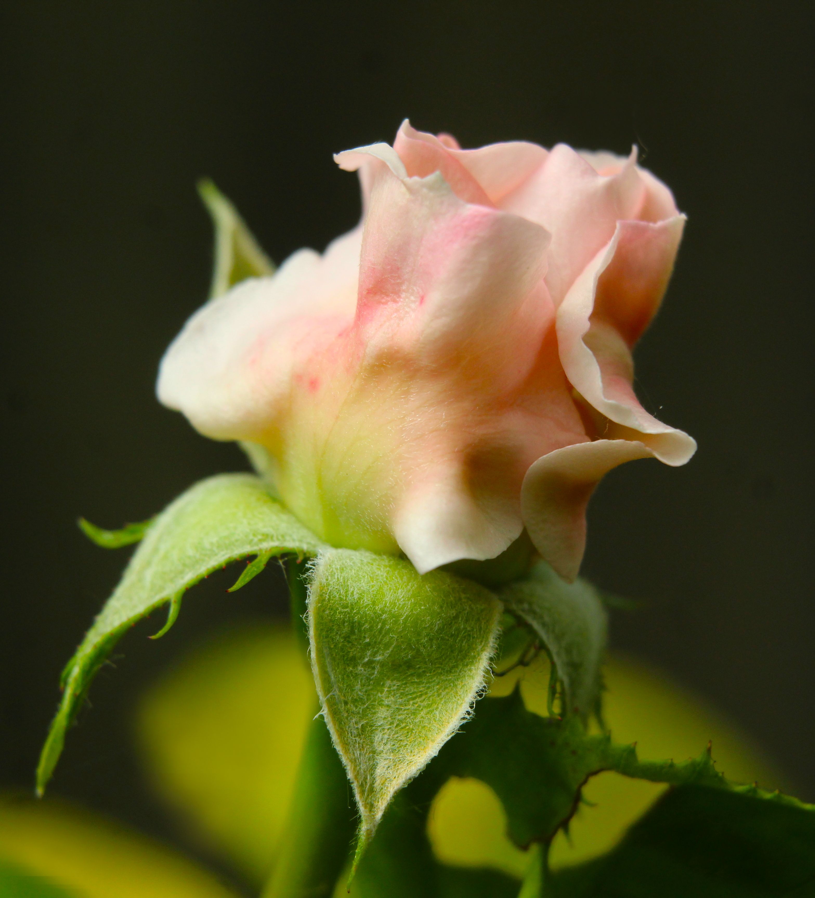 Close-up of a Pink Rosebud Blooming · Free Stock Photo