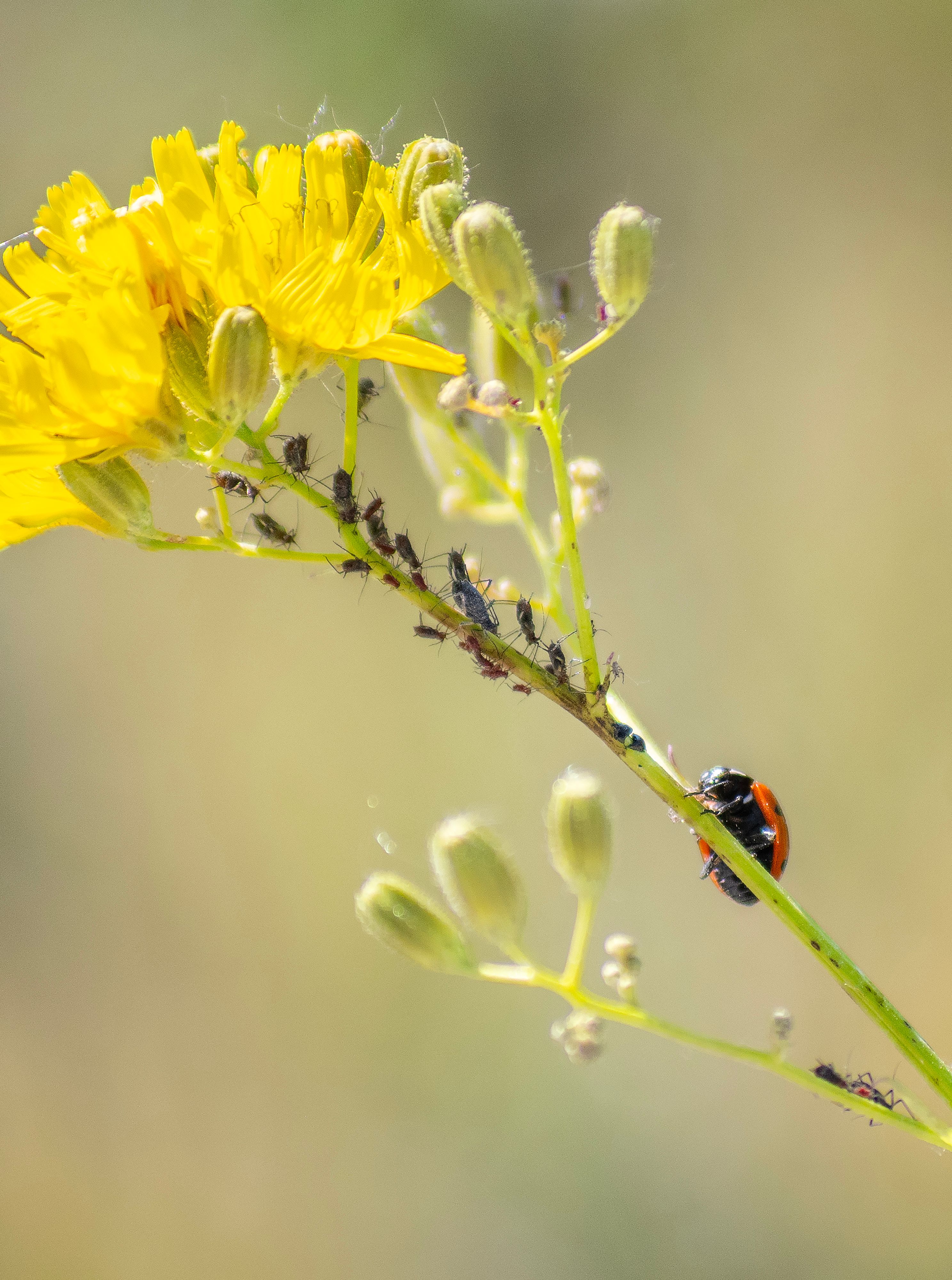 Yellow Insect Photos, Download The BEST Free Yellow Insect Stock Photos ...